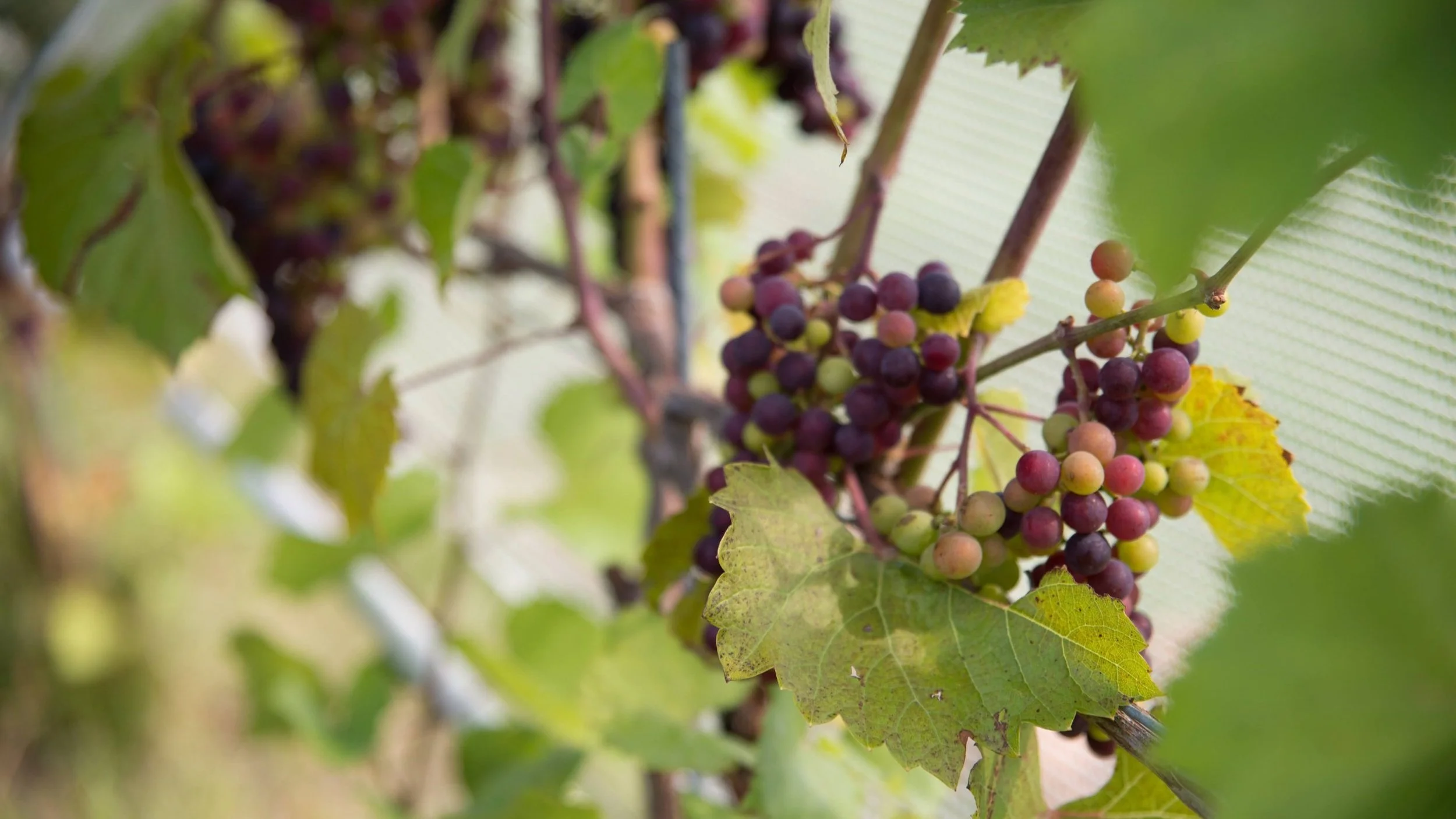 The Stress of Ripening — Bette Lynn Dickinson