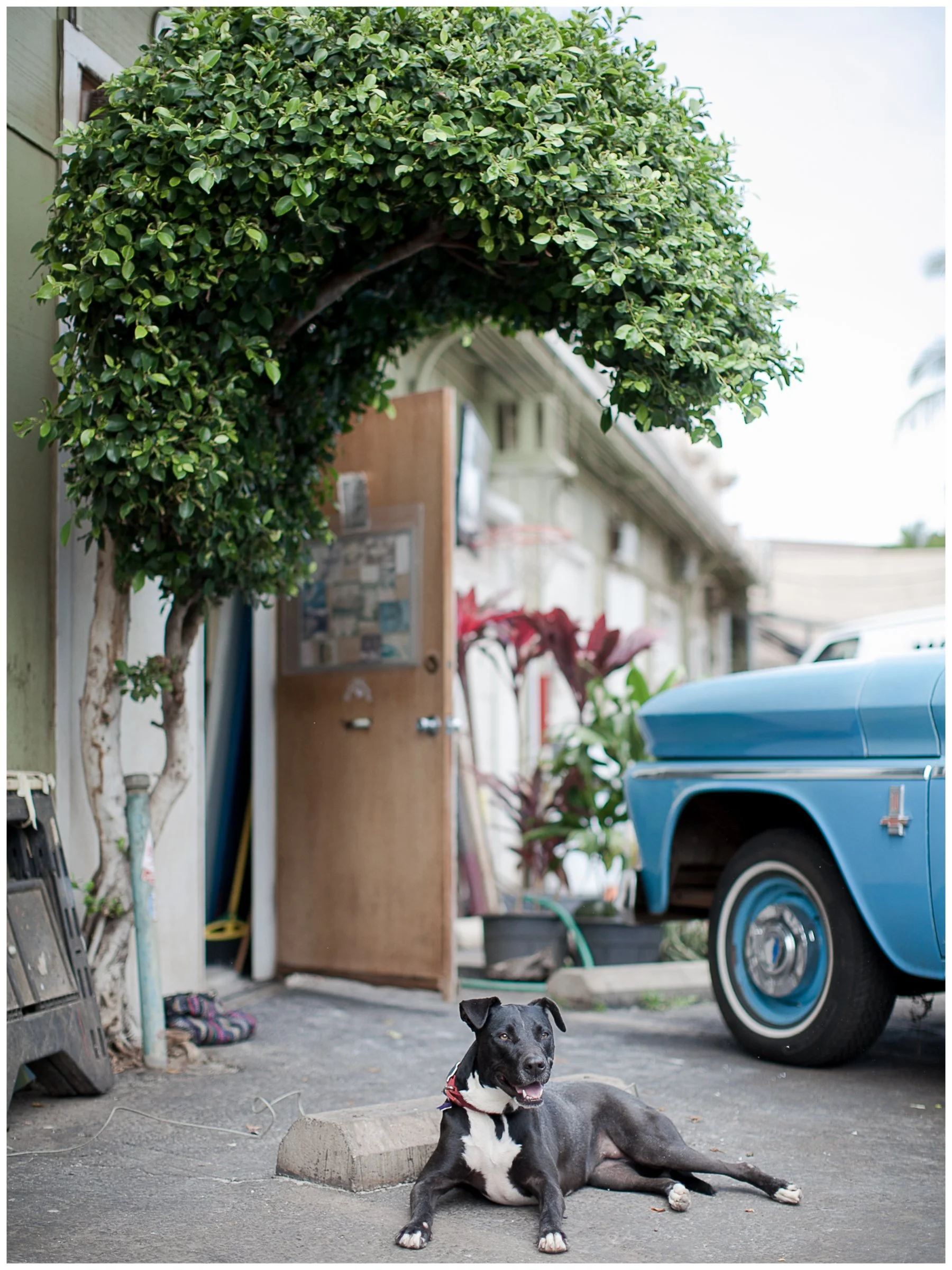 OLE Custom Surfboards | Bob OLE Olson — lahaina lifestyle