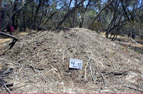 Mounds — Victorian Malleefowl Recovery Group
