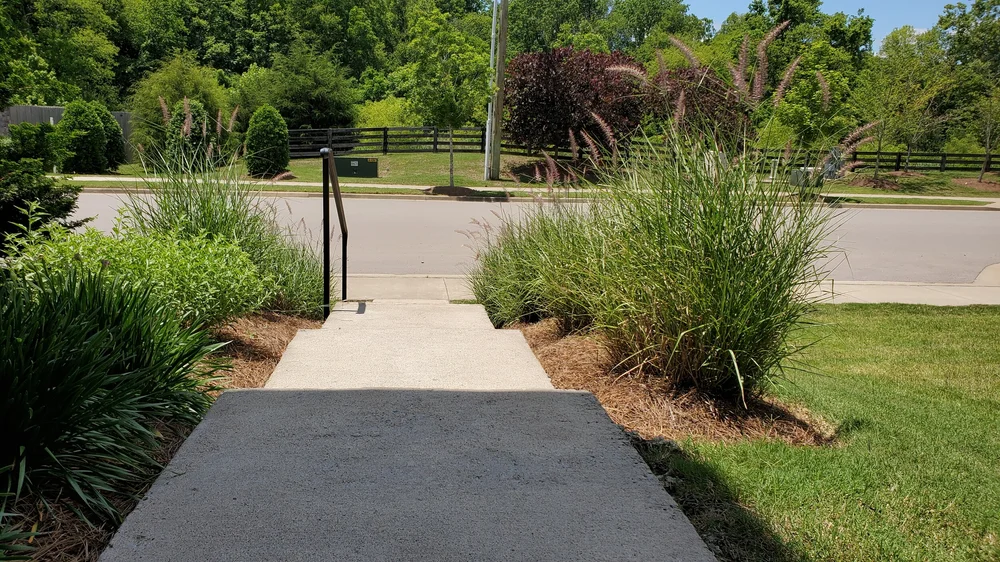 Karley Rose Fountain Grass - Pennisetum Orientale — The Backyard Barnabee