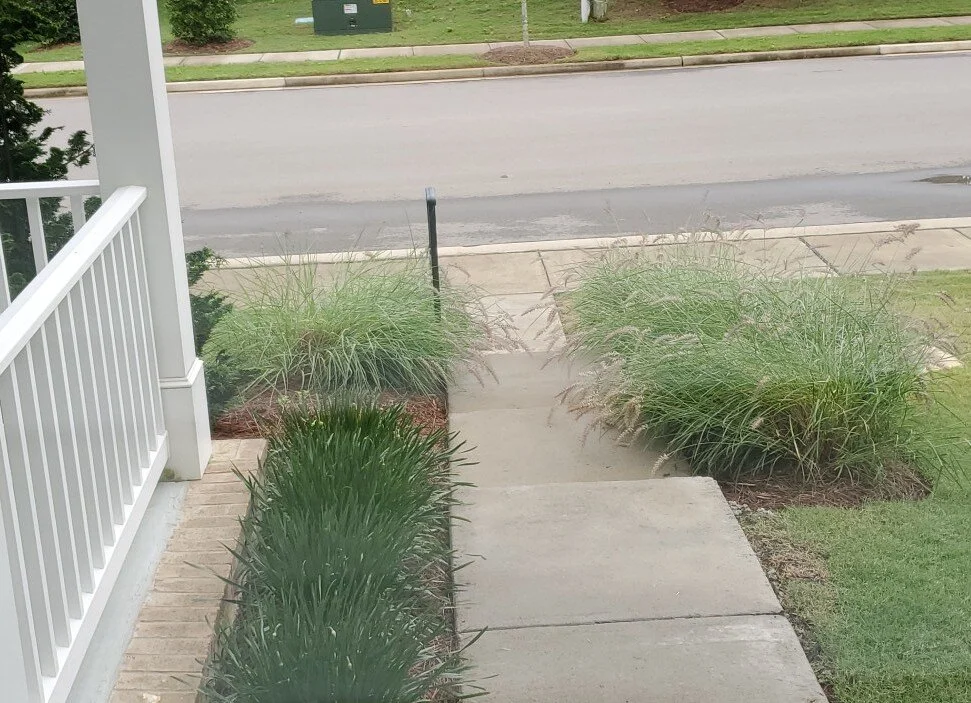 Karley Rose Fountain Grass - Pennisetum Orientale — The Backyard Barnabee