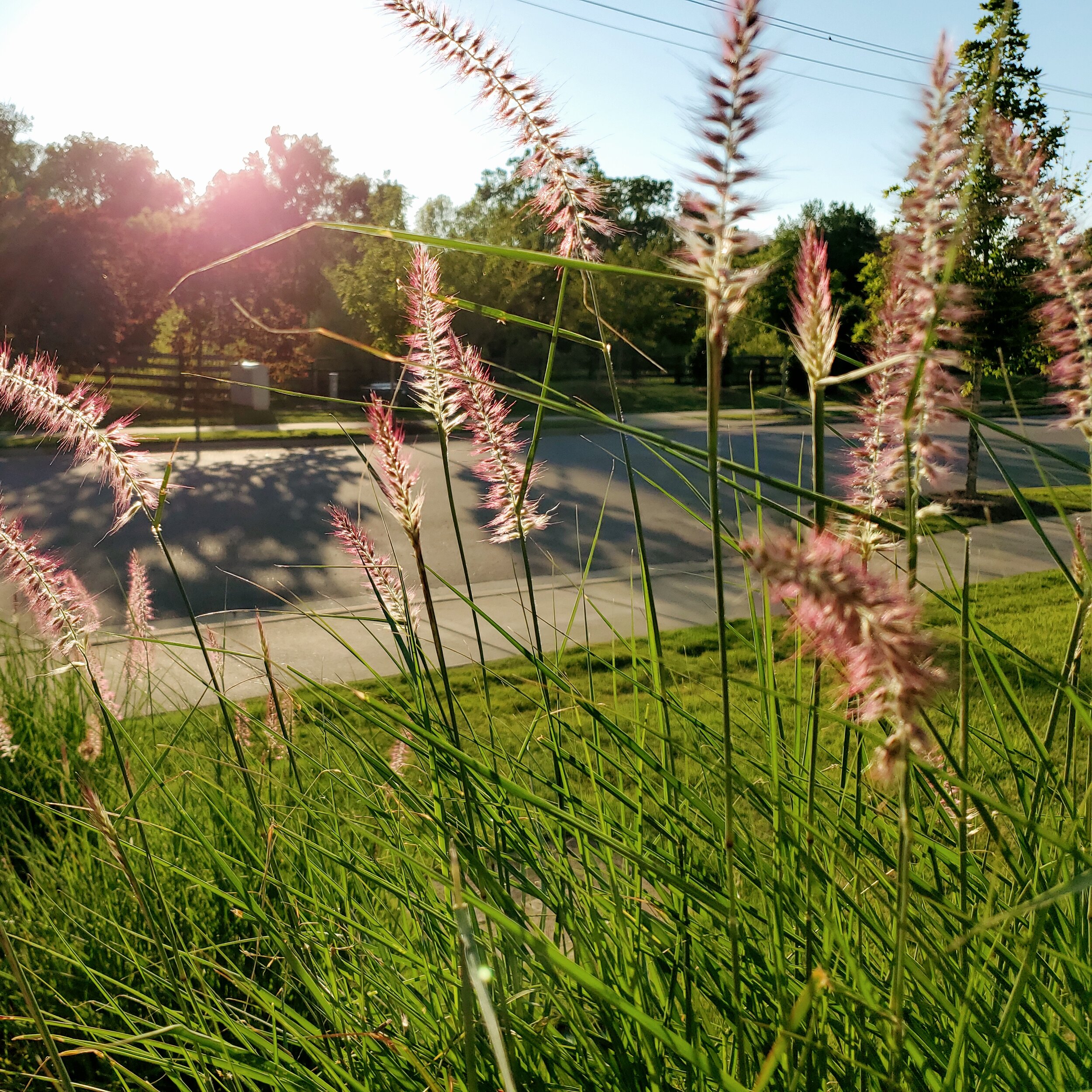 Karley Rose Fountain Grass - Pennisetum Orientale — The Backyard Barnabee
