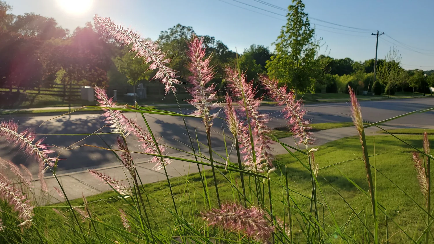 Karley Rose Fountain Grass - Pennisetum Orientale — The Backyard Barnabee