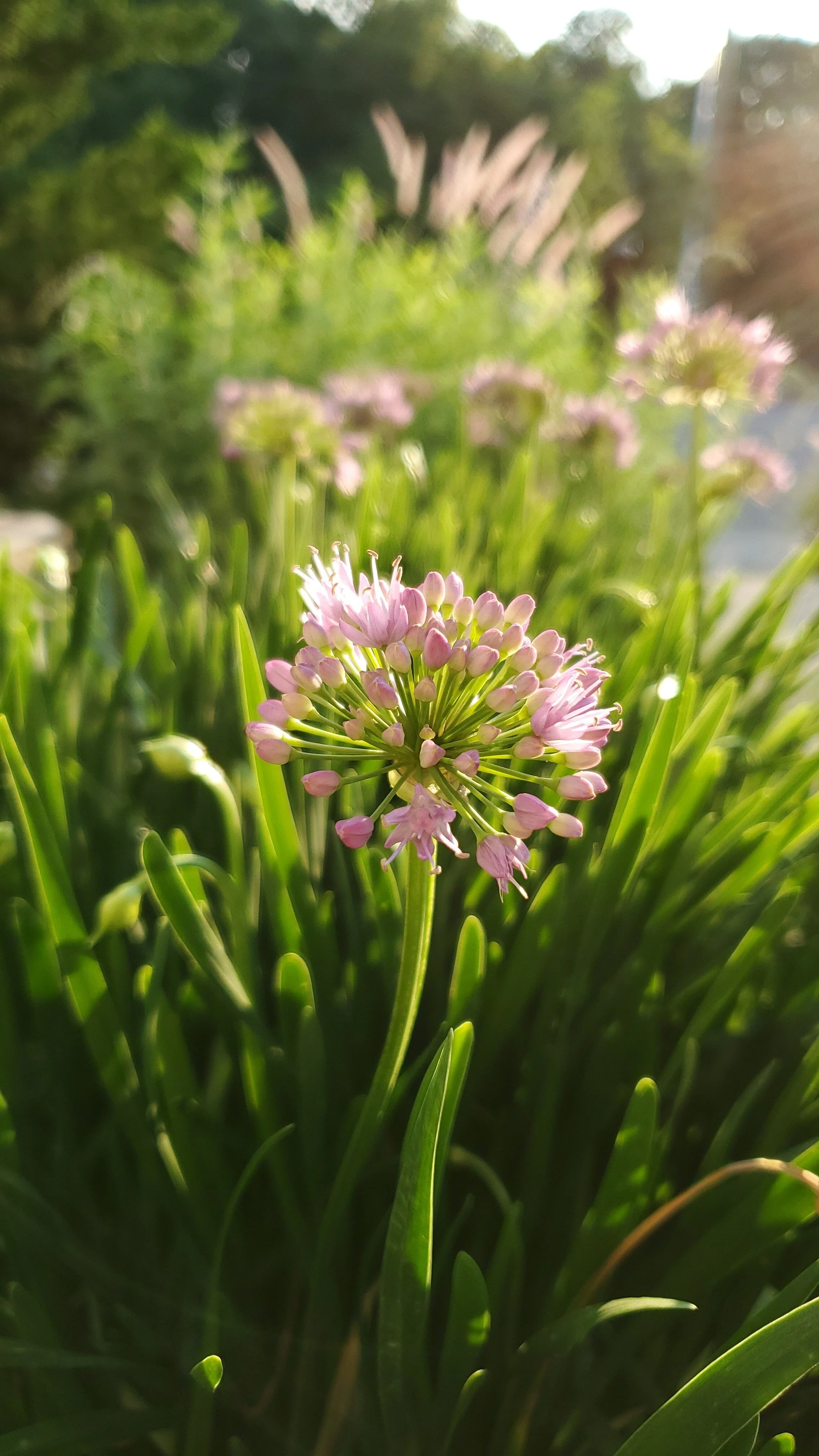 Allium ‘Millenium’ - Ornamental Onion — The Backyard Barnabee