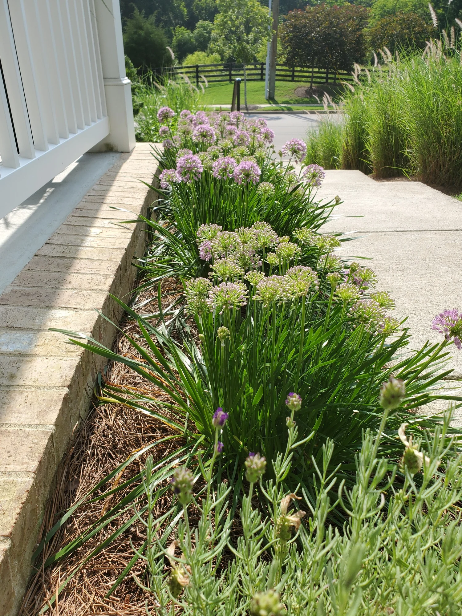 Allium ‘Millenium’ - Ornamental Onion — The Backyard Barnabee