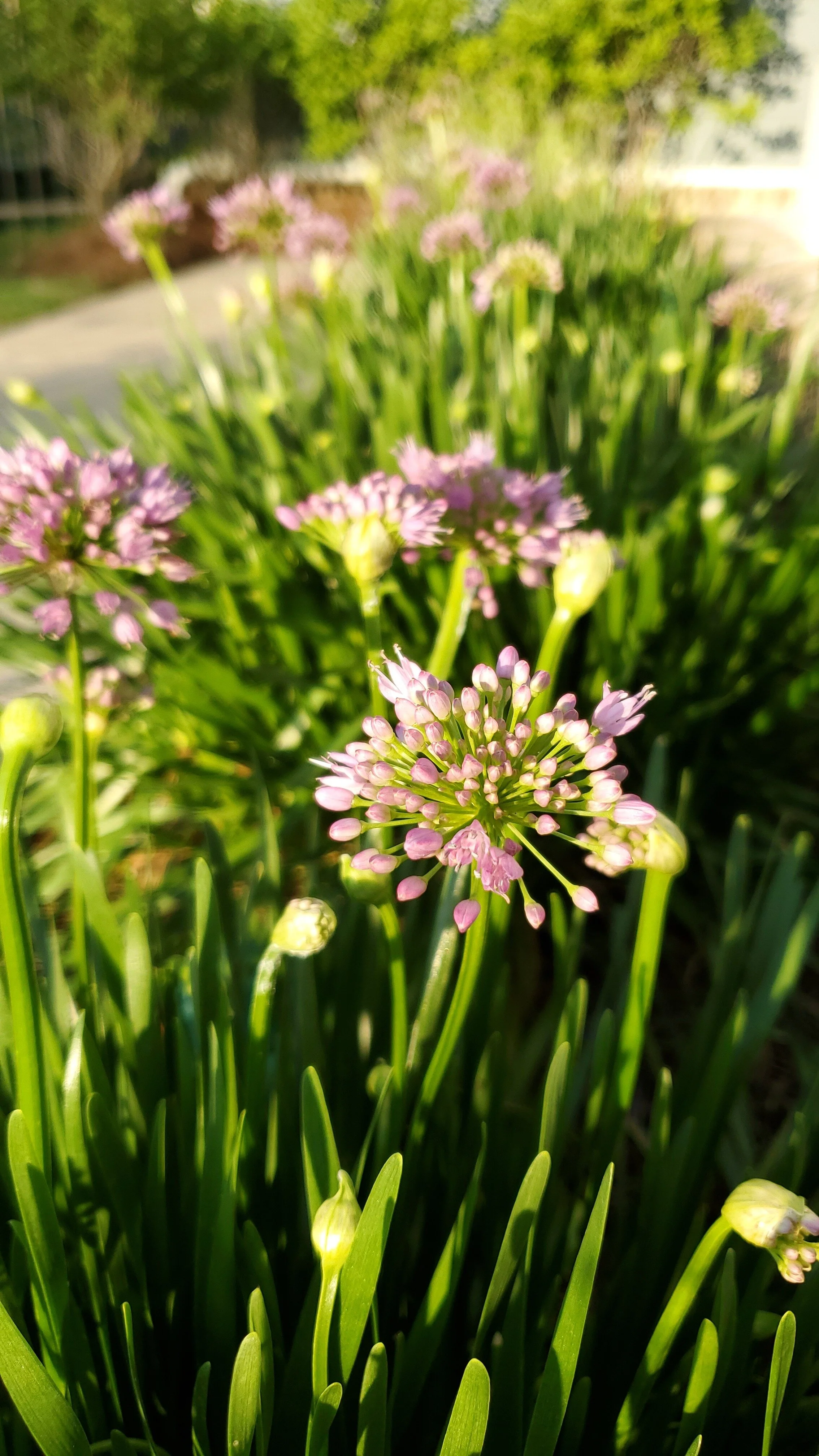 Allium ‘Millenium’ - Ornamental Onion — The Backyard Barnabee