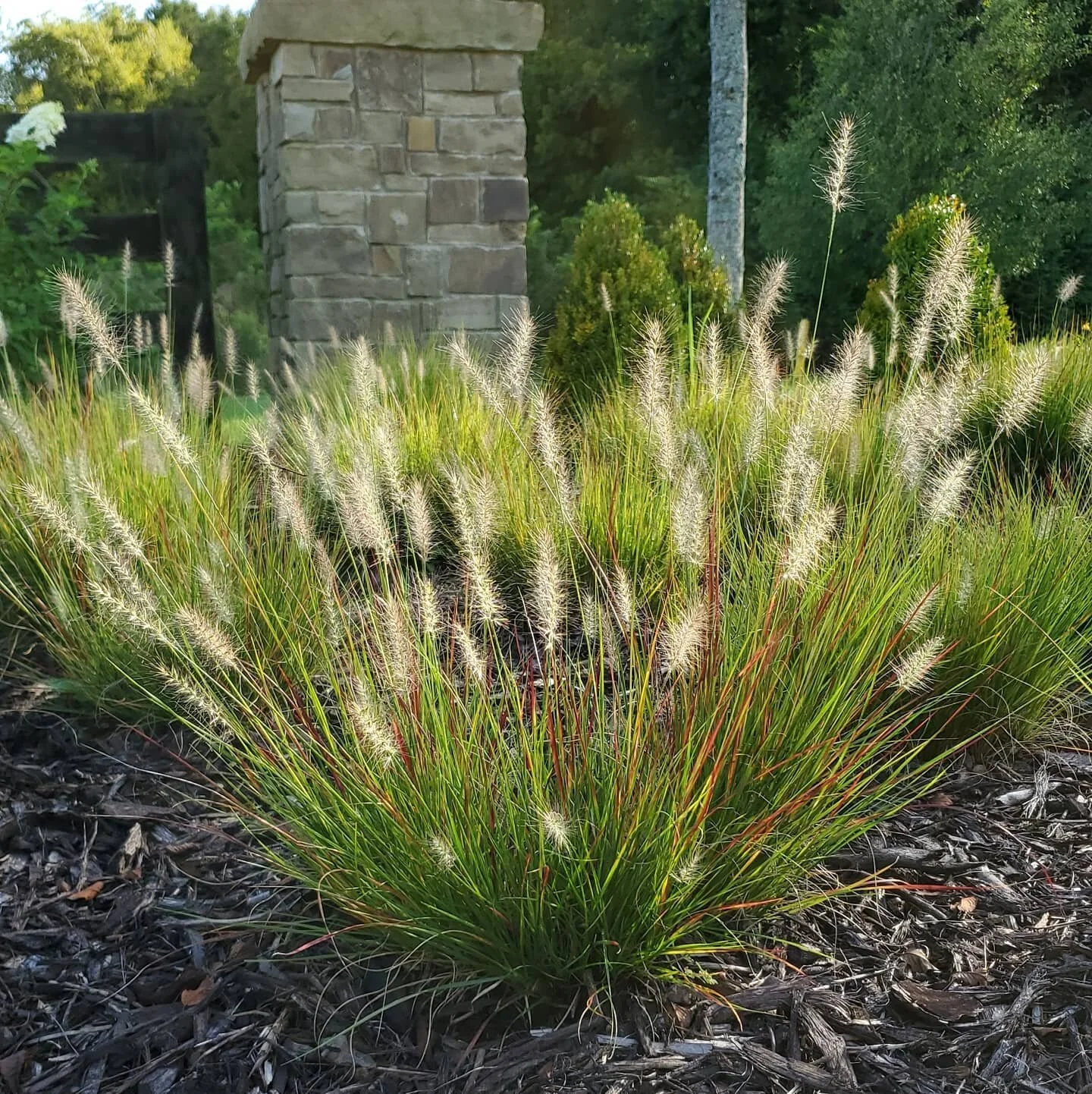 ‘Green Sport’ Western Red Cedar - Thuja Plicata — The Backyard Barnabee
