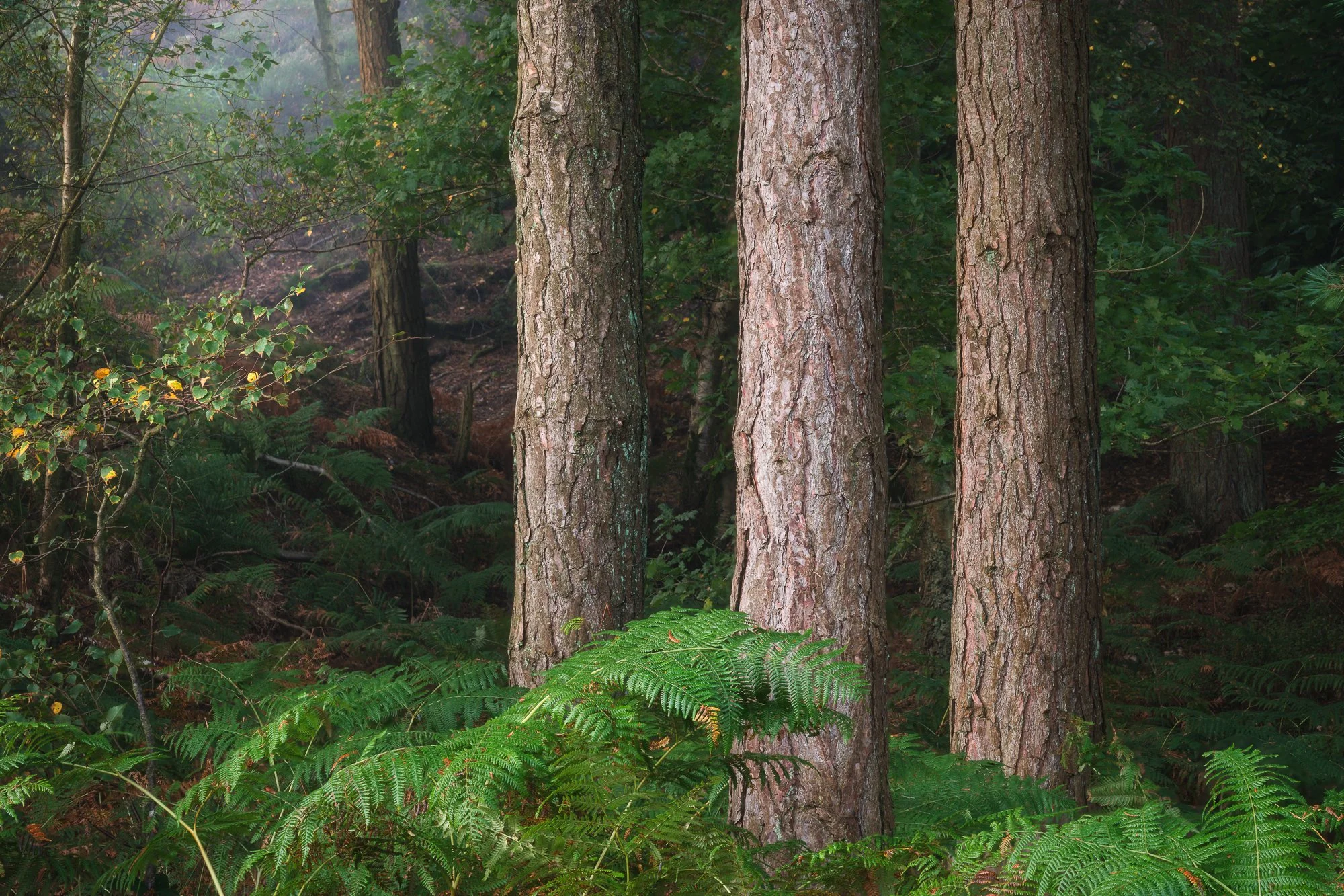 New Landscape Photos | Autumn 2024 | Trevor Sherwin Photography