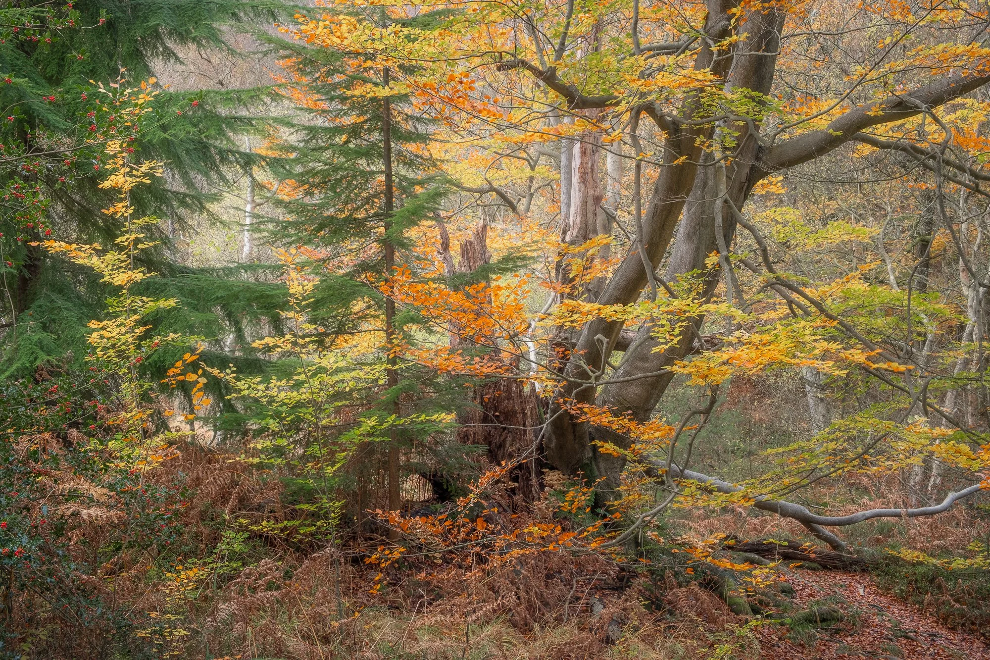 Woodland Photography | Trevor Sherwin Photography