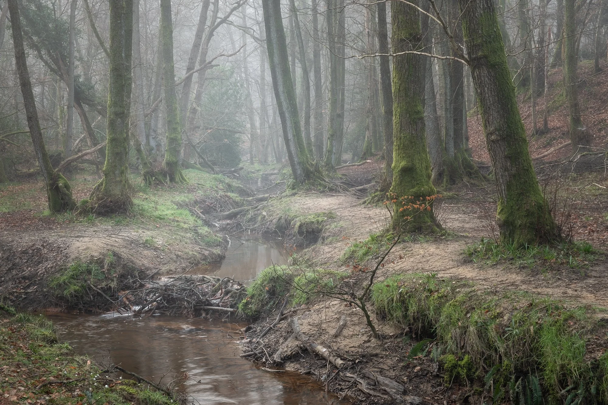 Woodland Photography | Trevor Sherwin Photography