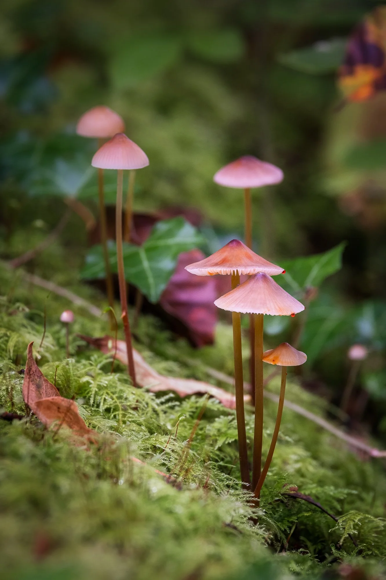 Intimate Landscape Photography | Trevor Sherwin Photography