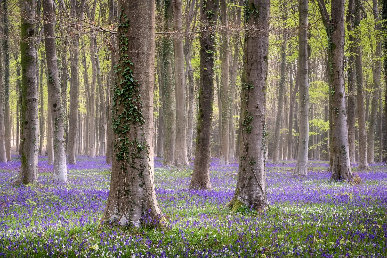 Top 10 tips for taking better woodland photos | Trevor Sherwin Photography