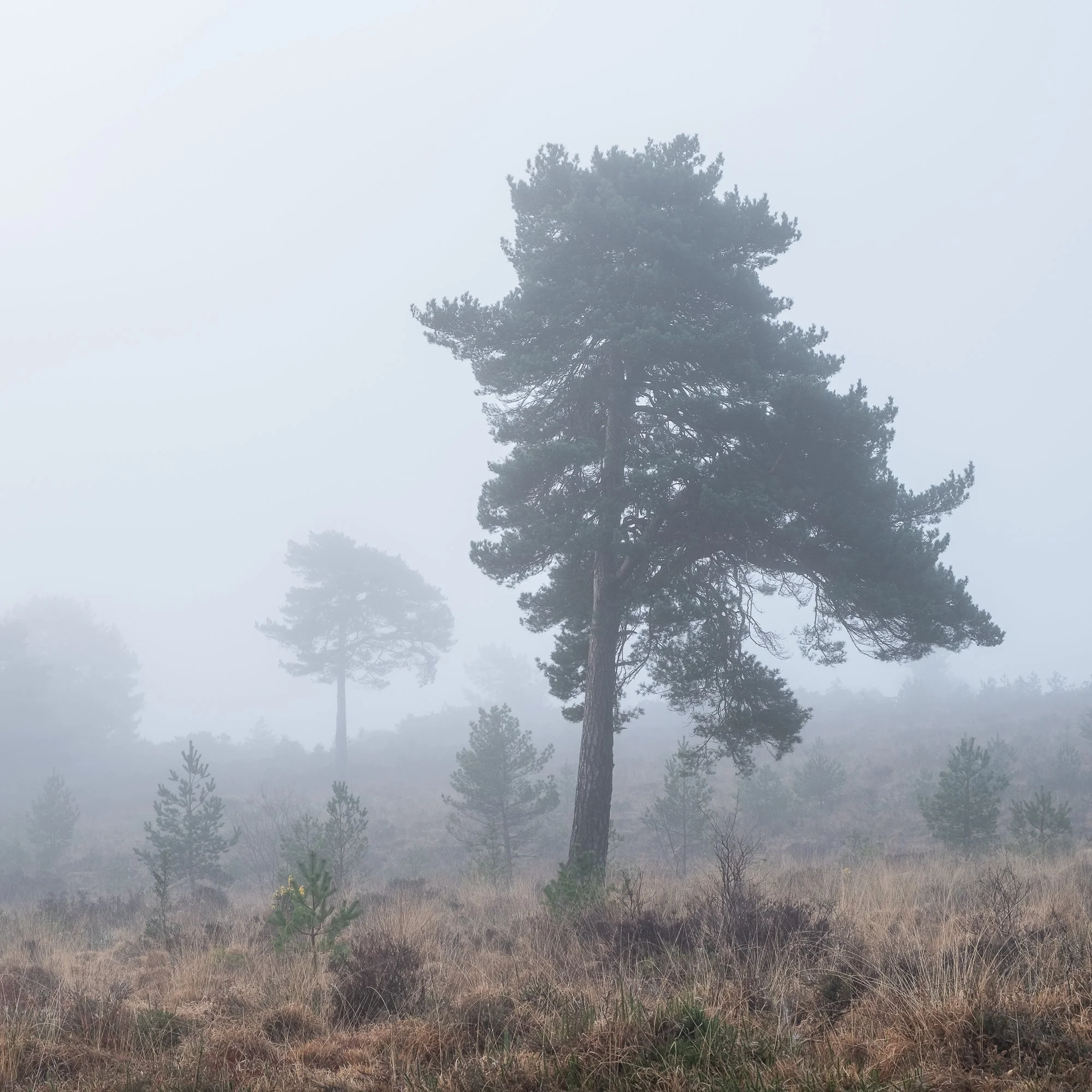 Woodland Photography | Trevor Sherwin Photography