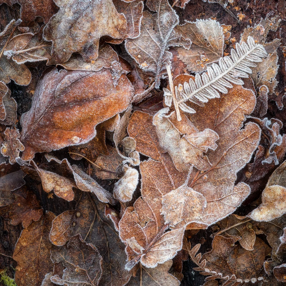Small Scenes Photo Gallery | Trevor Sherwin Photography