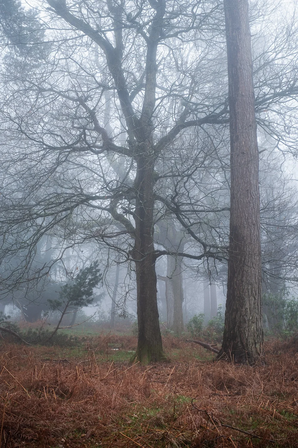 On Location Photographing a foggy winter woodland | Trevor Sherwin ...