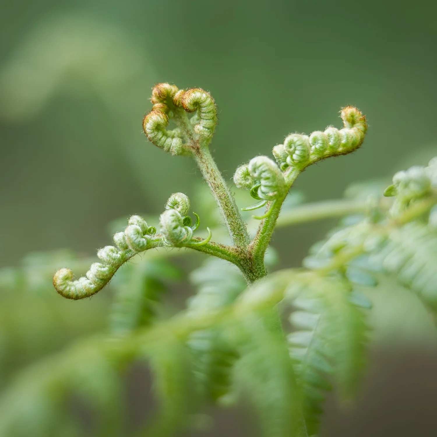 Top Tips for Capturing Stunning Spring Woodland Photography | Trevor ...
