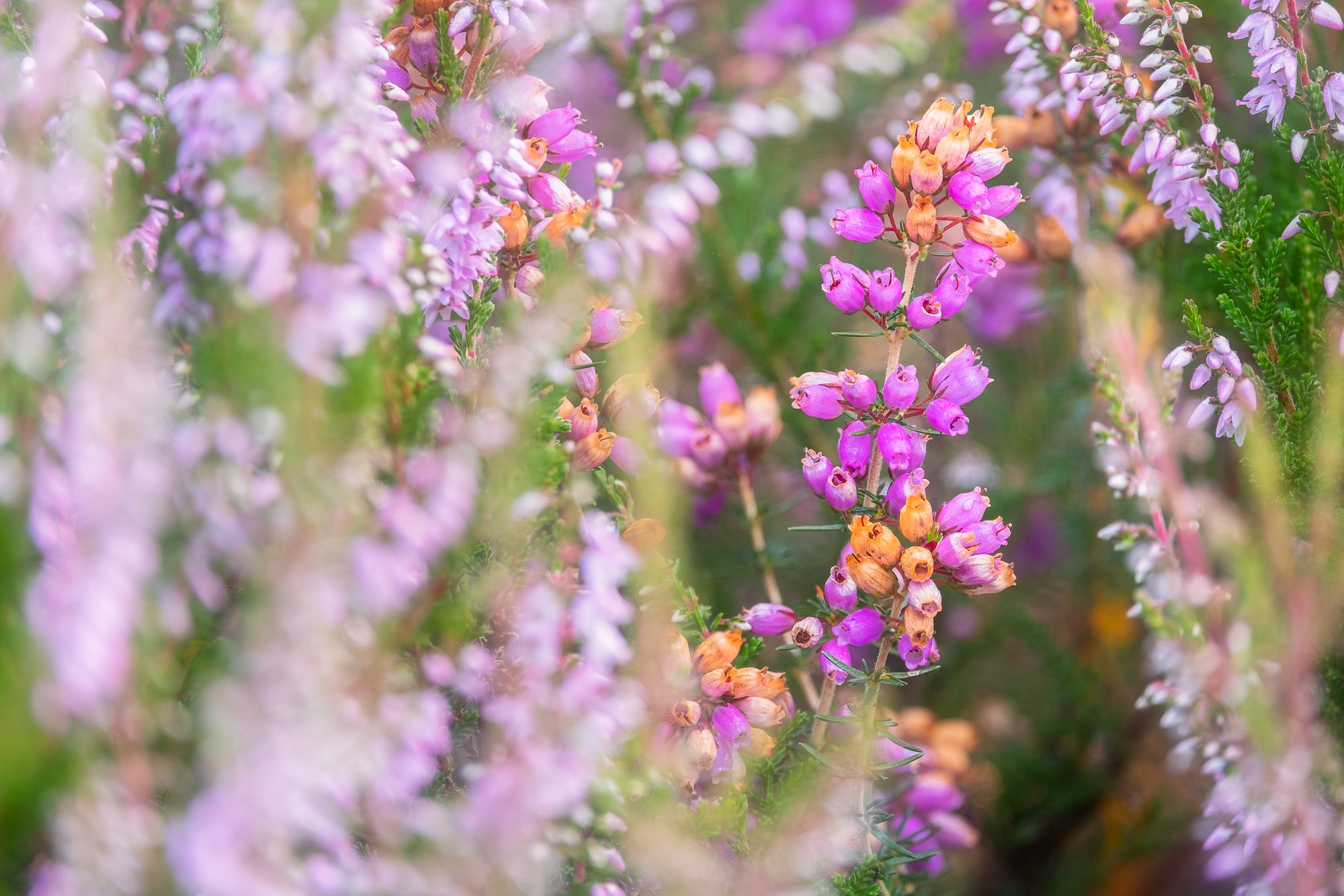 Intimate Landscape Photography | Trevor Sherwin Photography