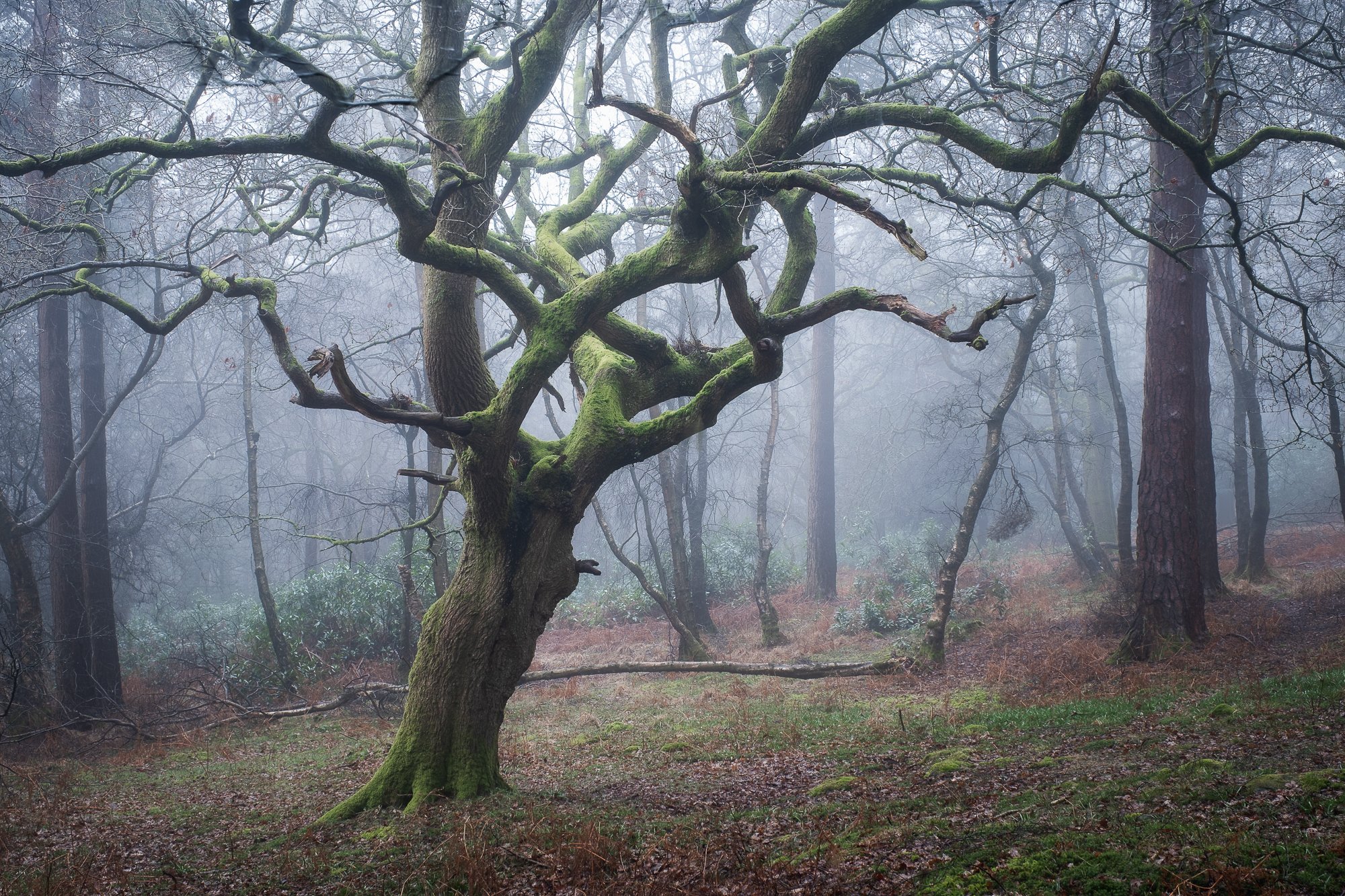 On Location Photographing a foggy winter woodland | Trevor Sherwin ...