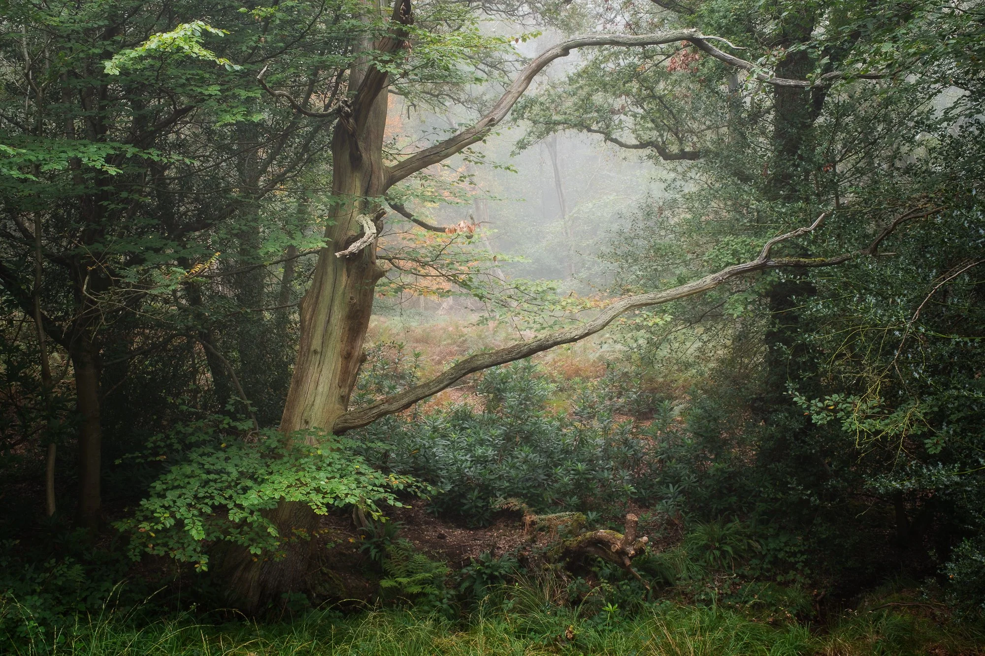 Get to know your local woodland for the best woodland photography ...