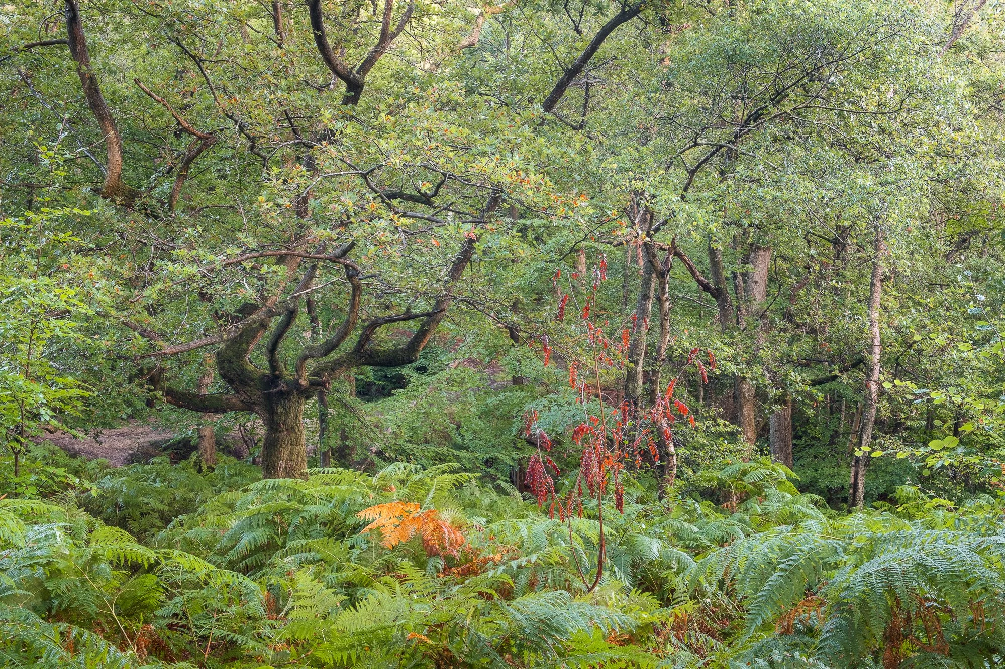 Top 10 tips for taking better woodland photos | Trevor Sherwin Photography