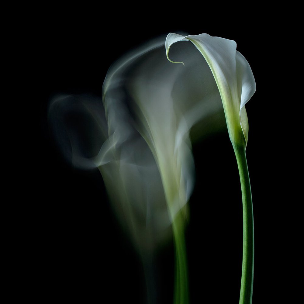 Dancing Flowers — Polina Plotnikova Photography