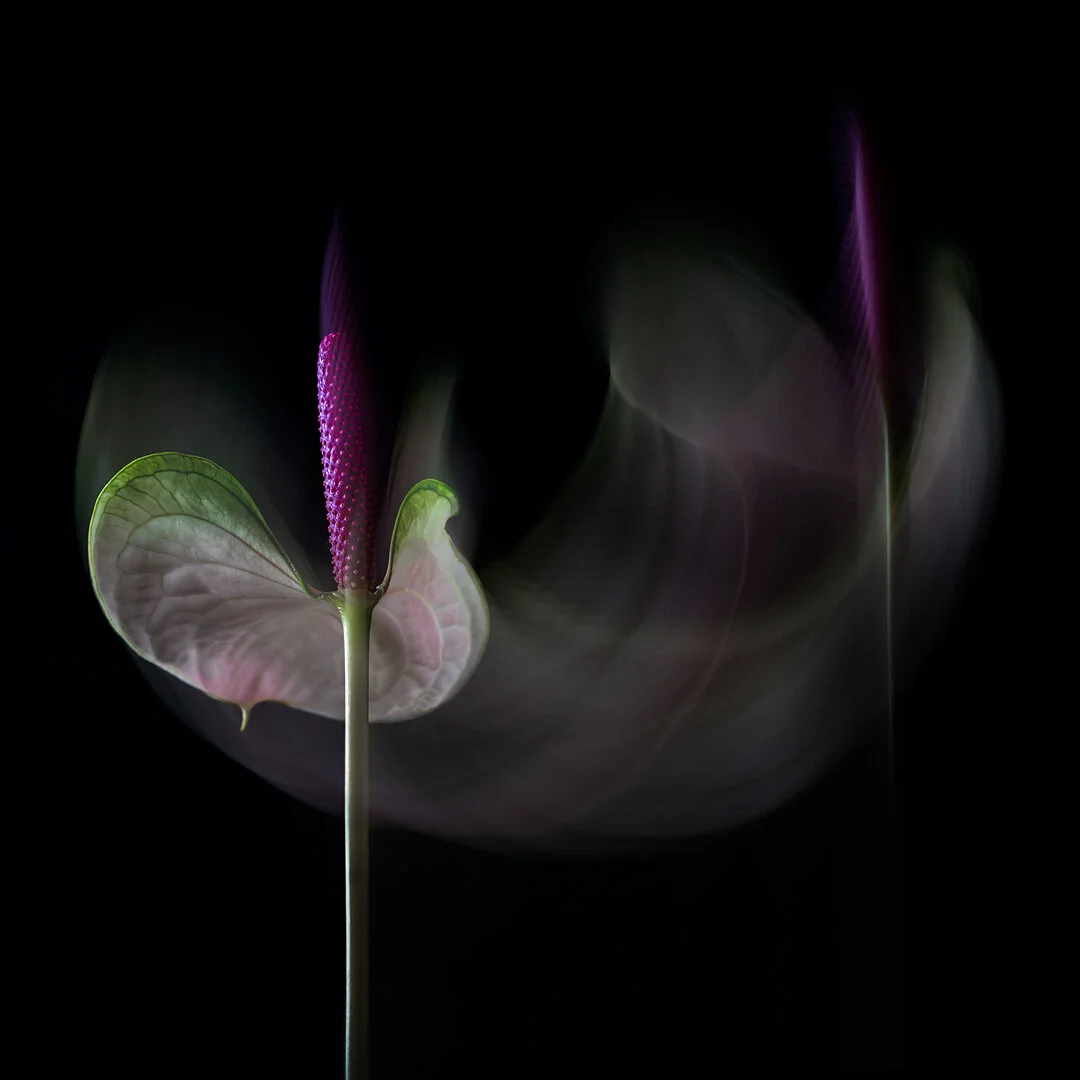 Flowers — Polina Plotnikova Photography