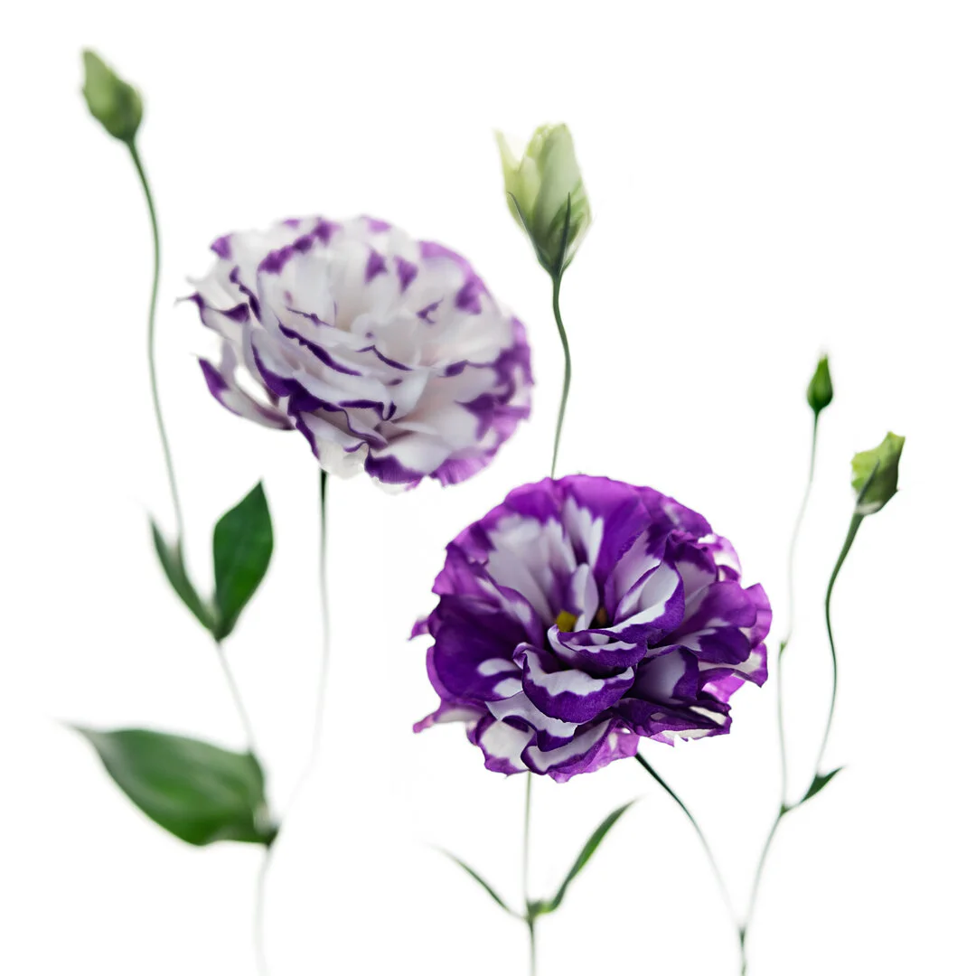 Lensbaby Impressions — Polina Plotnikova Photography