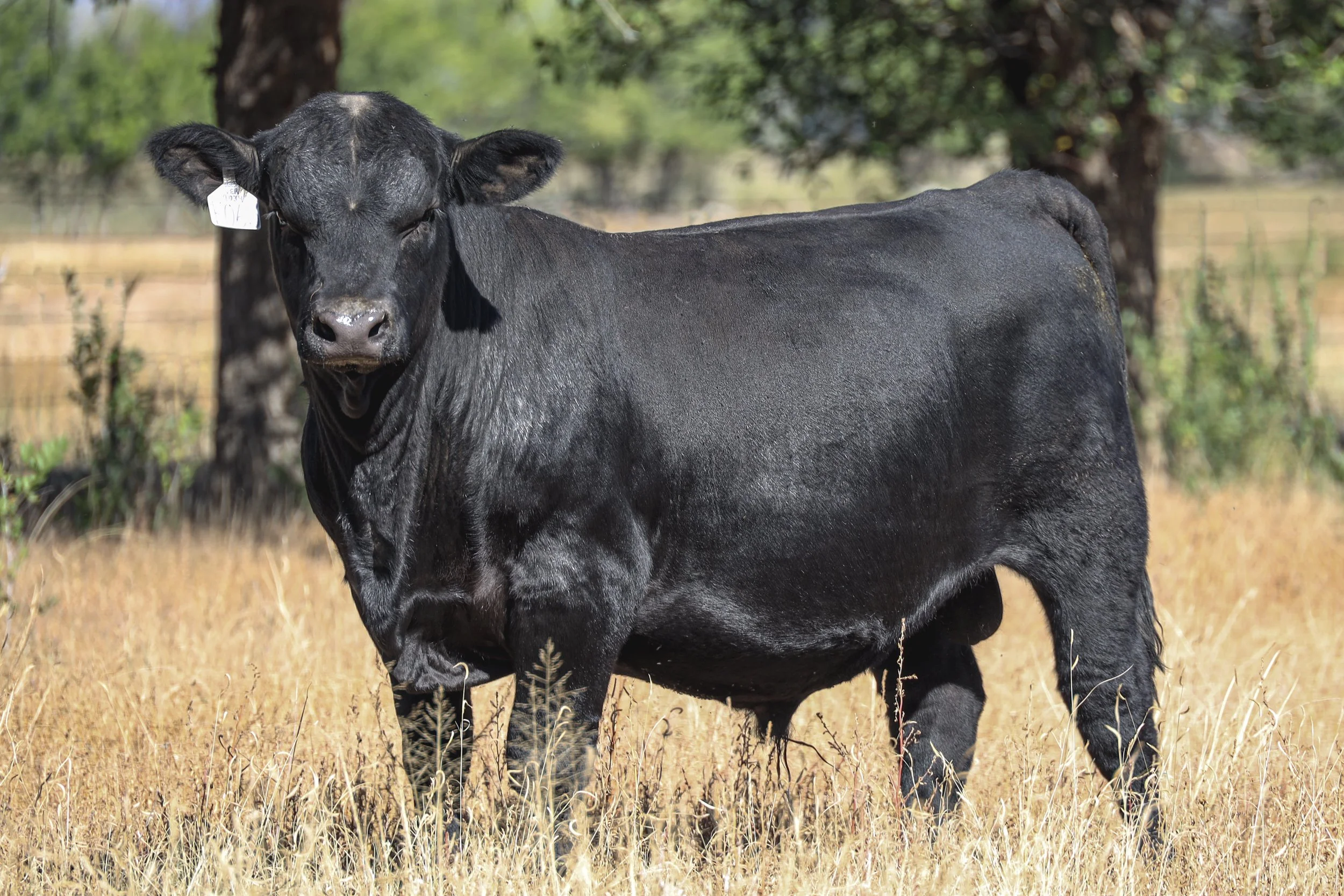 News — Reverse Rocking R Ranch