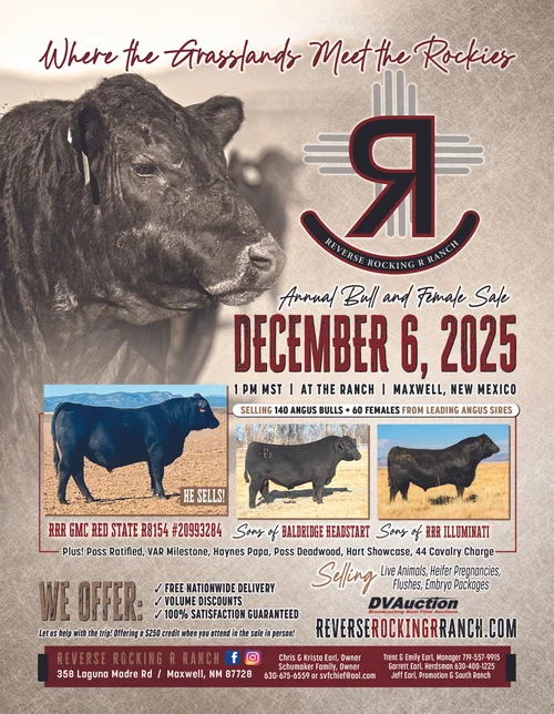 Bulls — Reverse Rocking R Ranch