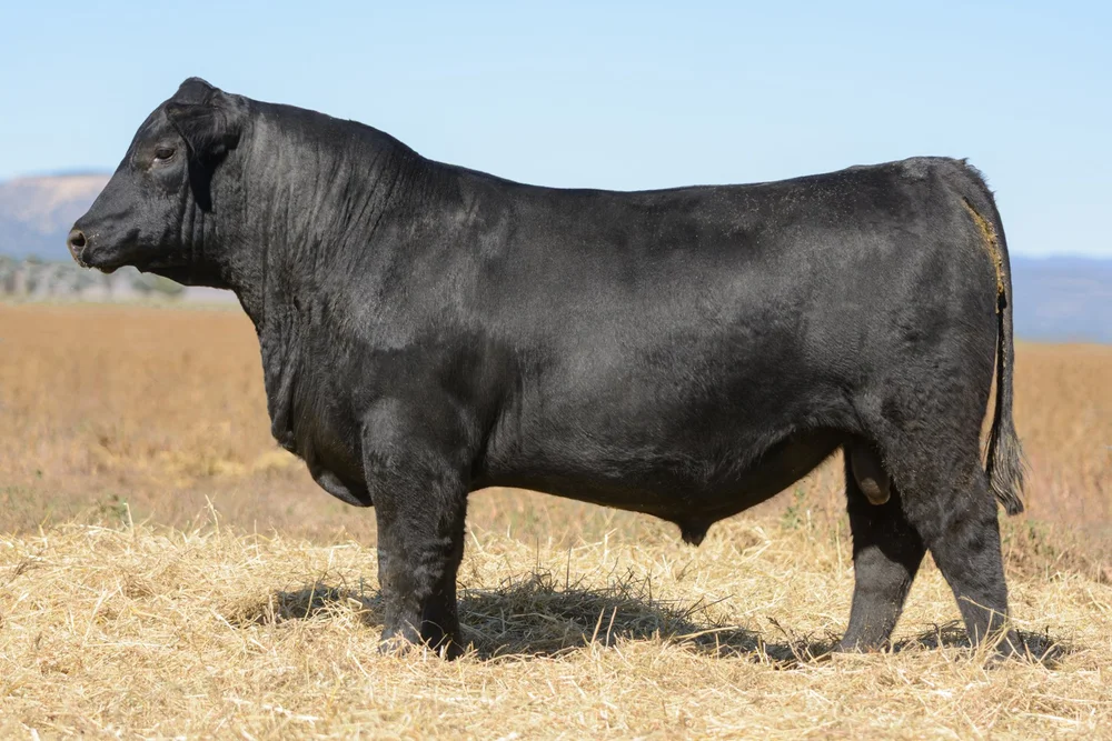 Bulls — Reverse Rocking R Ranch