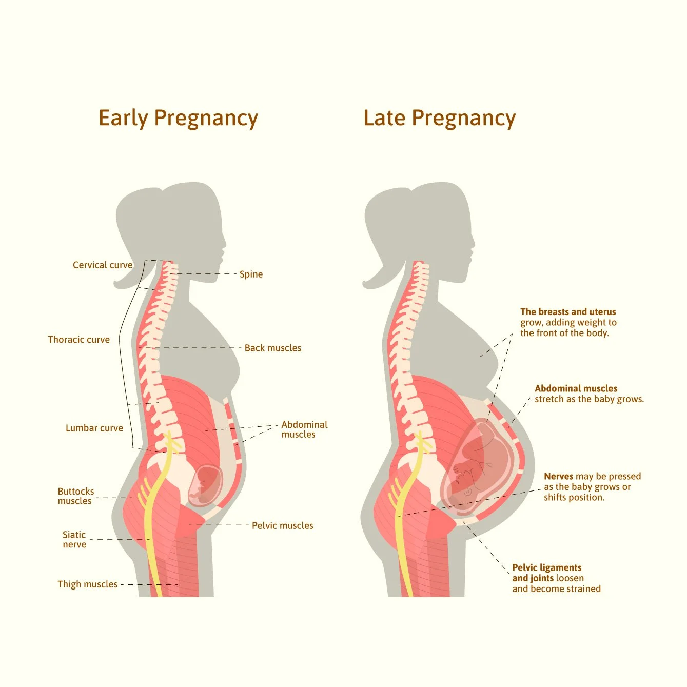 Diastasis Recti Longevity Performance Institute Diastasis Recti Longevity Performance Institute