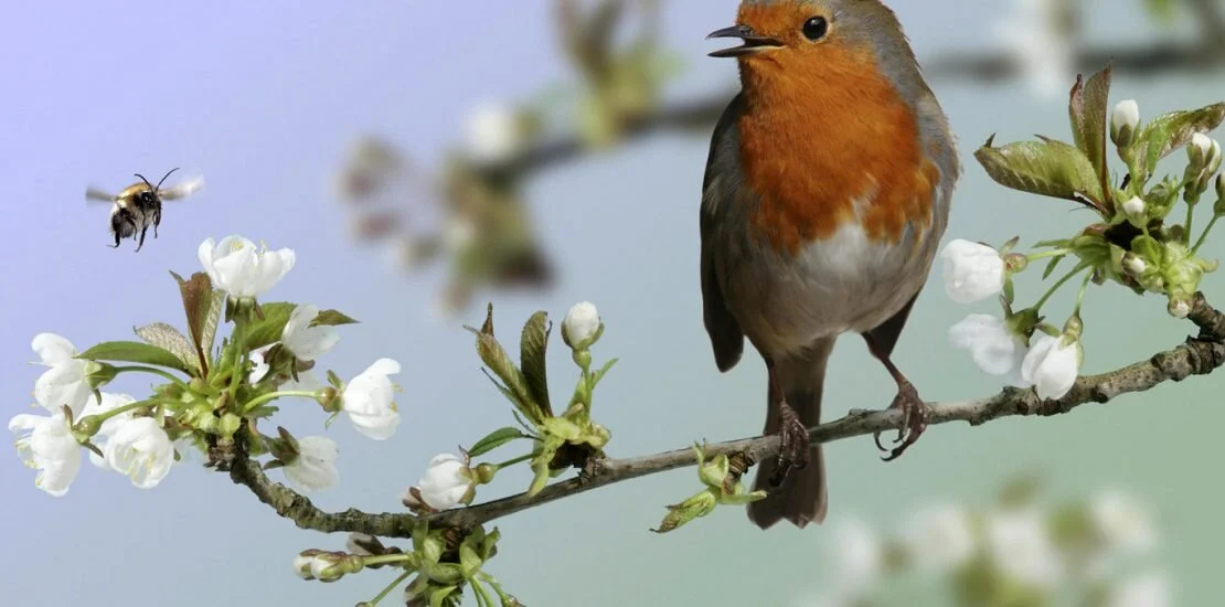 The Bird in Fairy Tales — Elisabeth Pomès