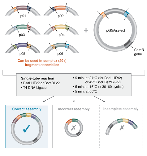 Golden Gate Assembly Protocol — NeoSynBio