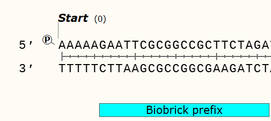 Gblock Design - Basic Design Theory for Complex Genetic Parts — NeoSynBio
