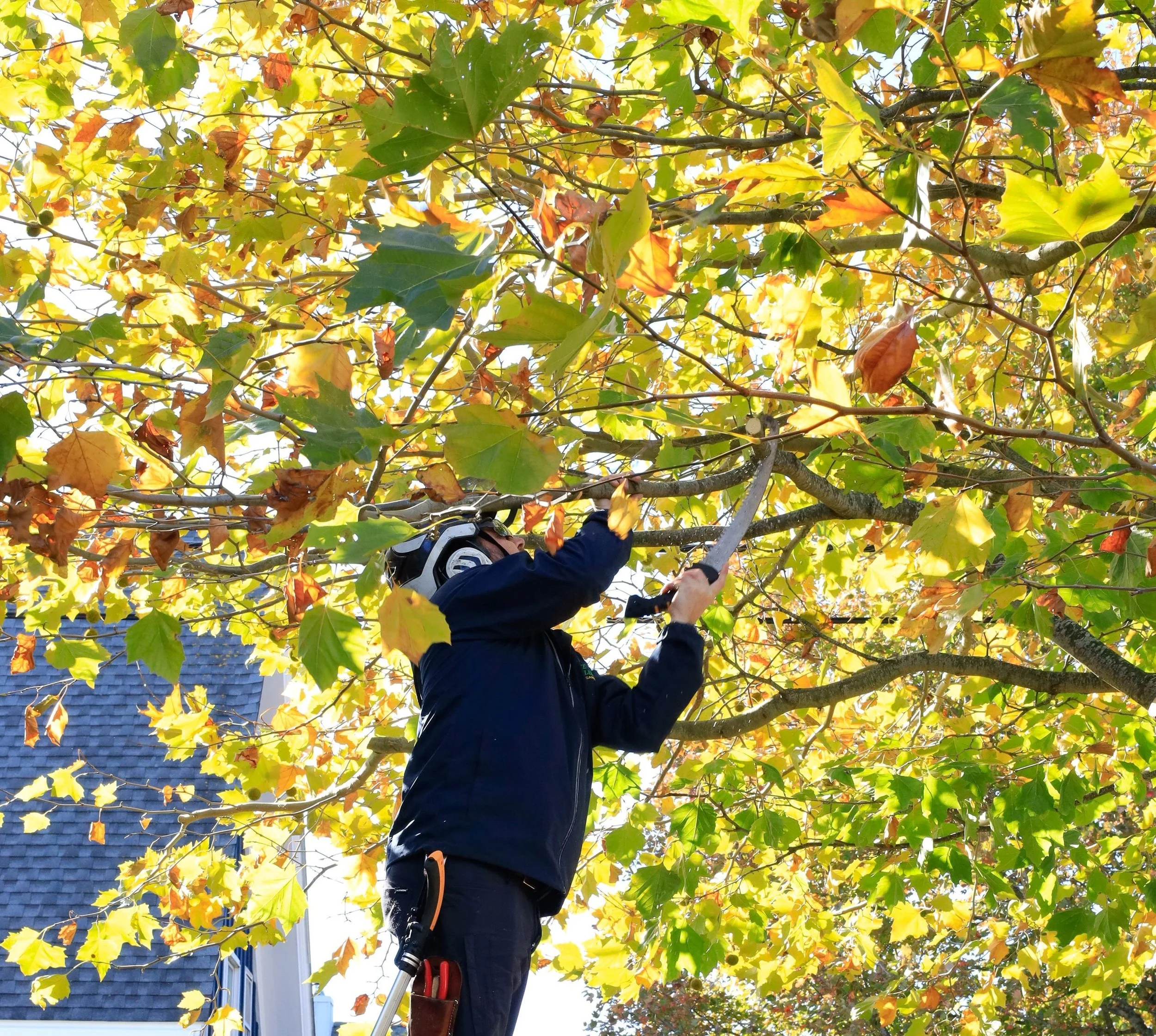 Tree Fellers
