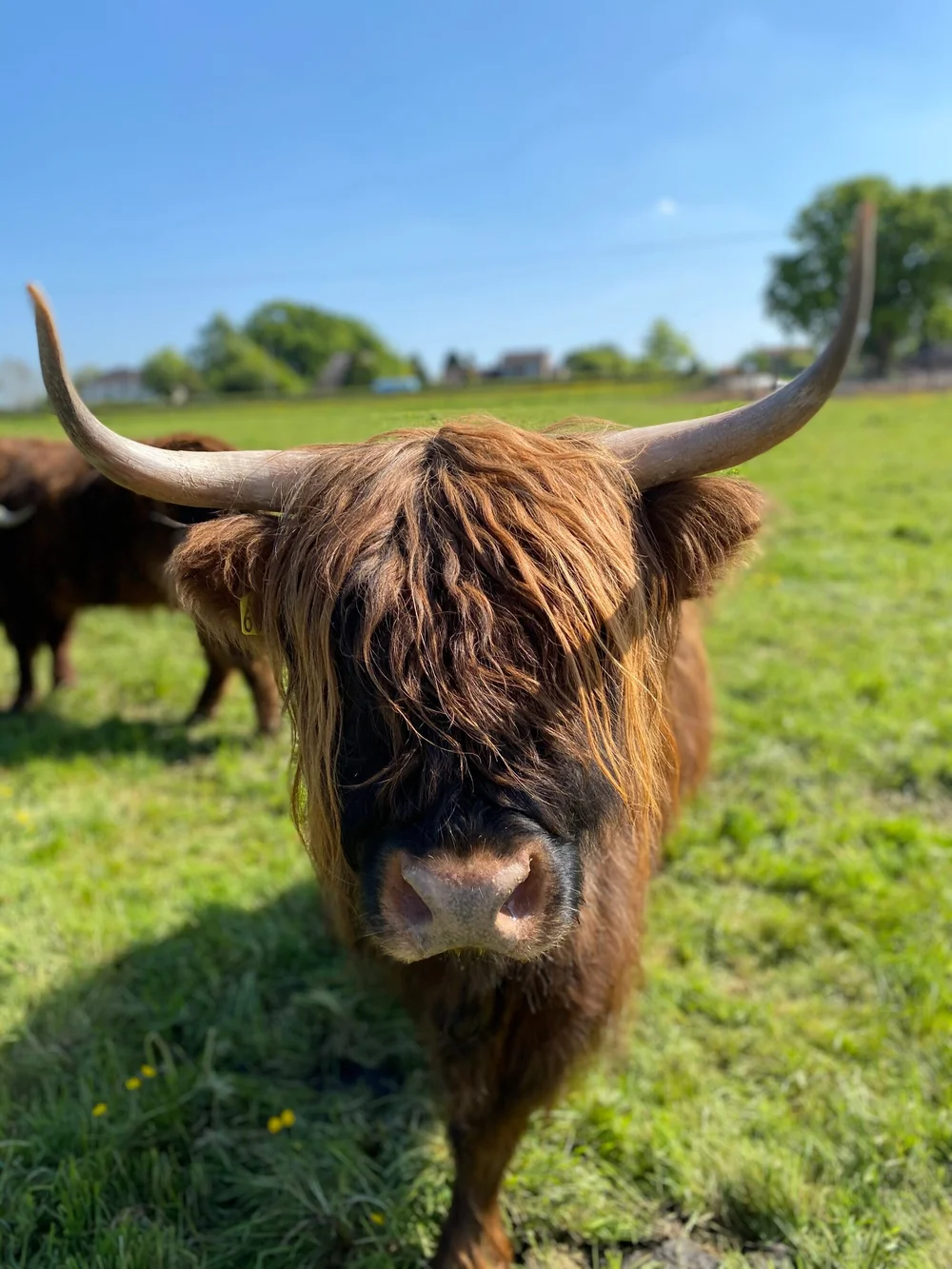 Meet the Animals — Cattle Country Farm Park