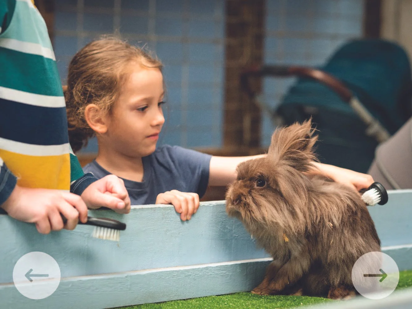 Attractions at Cattle Country — Cattle Country Farm Park