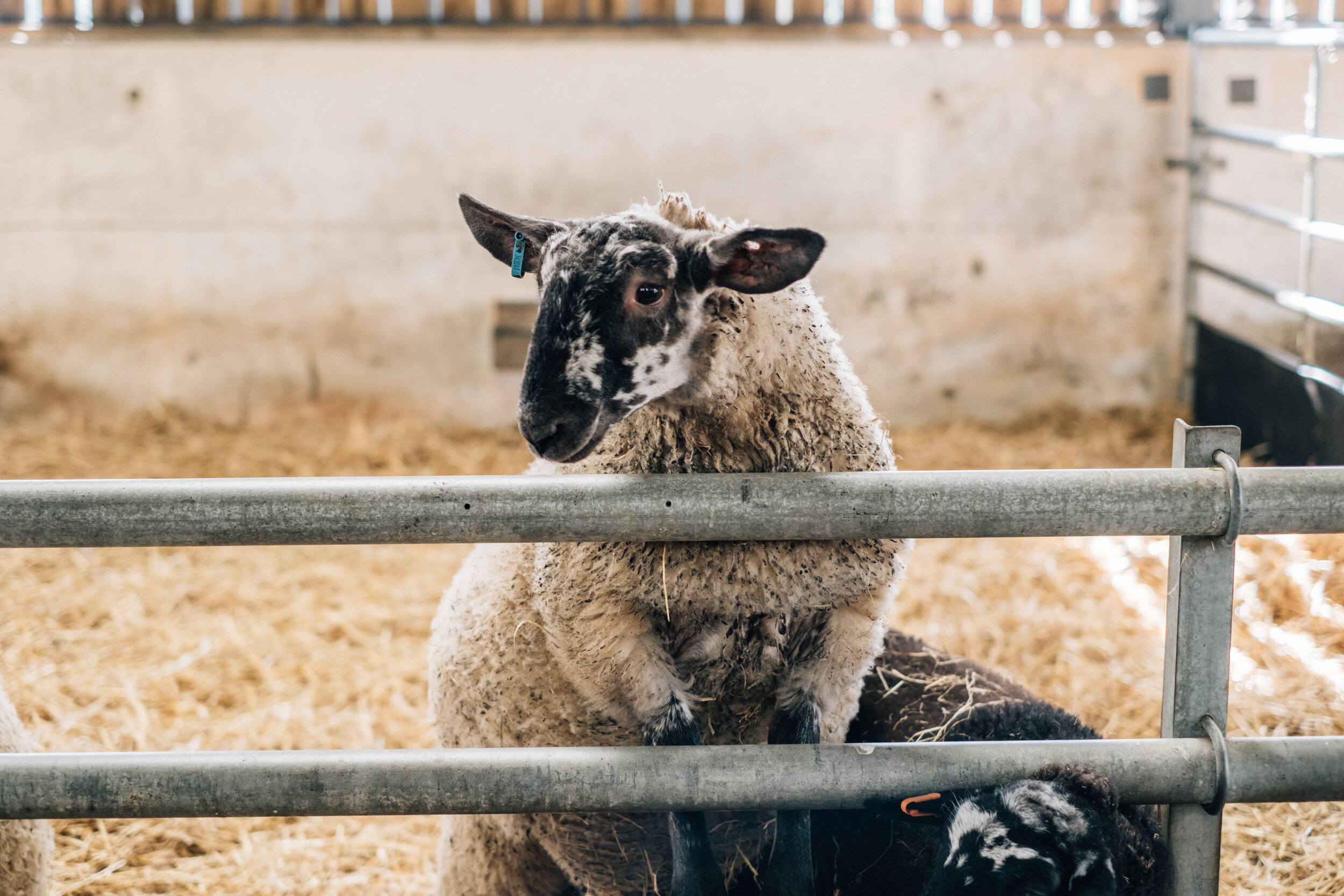 Lamb Feeding | Lamb Feeding Farm — Cattle Country Farm Park