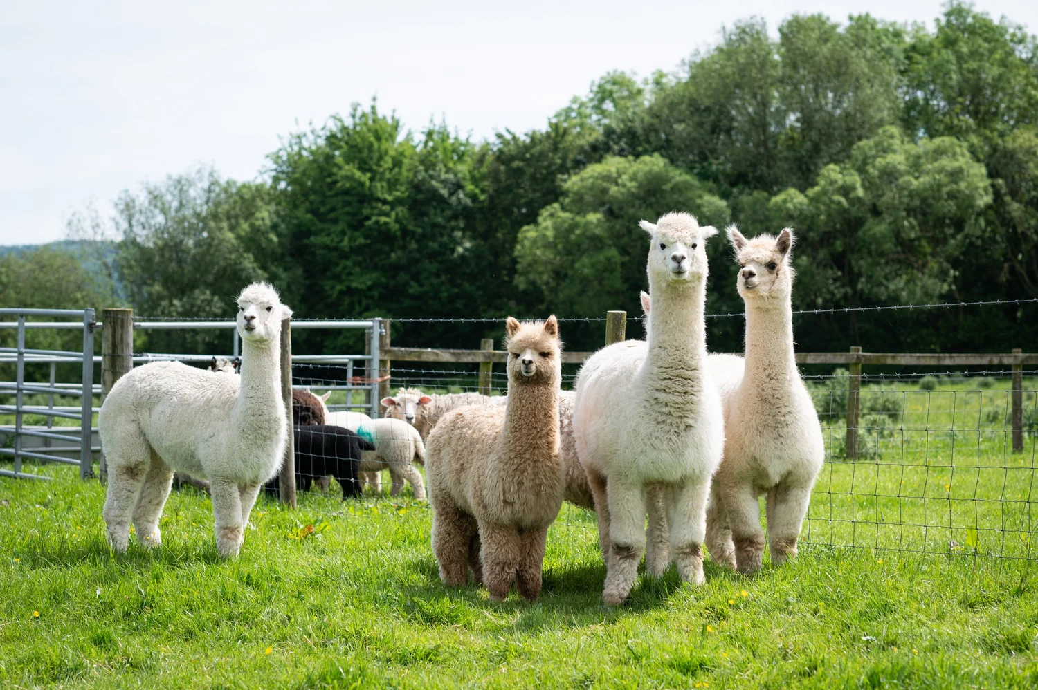 School Visits — Cattle Country Farm Park
