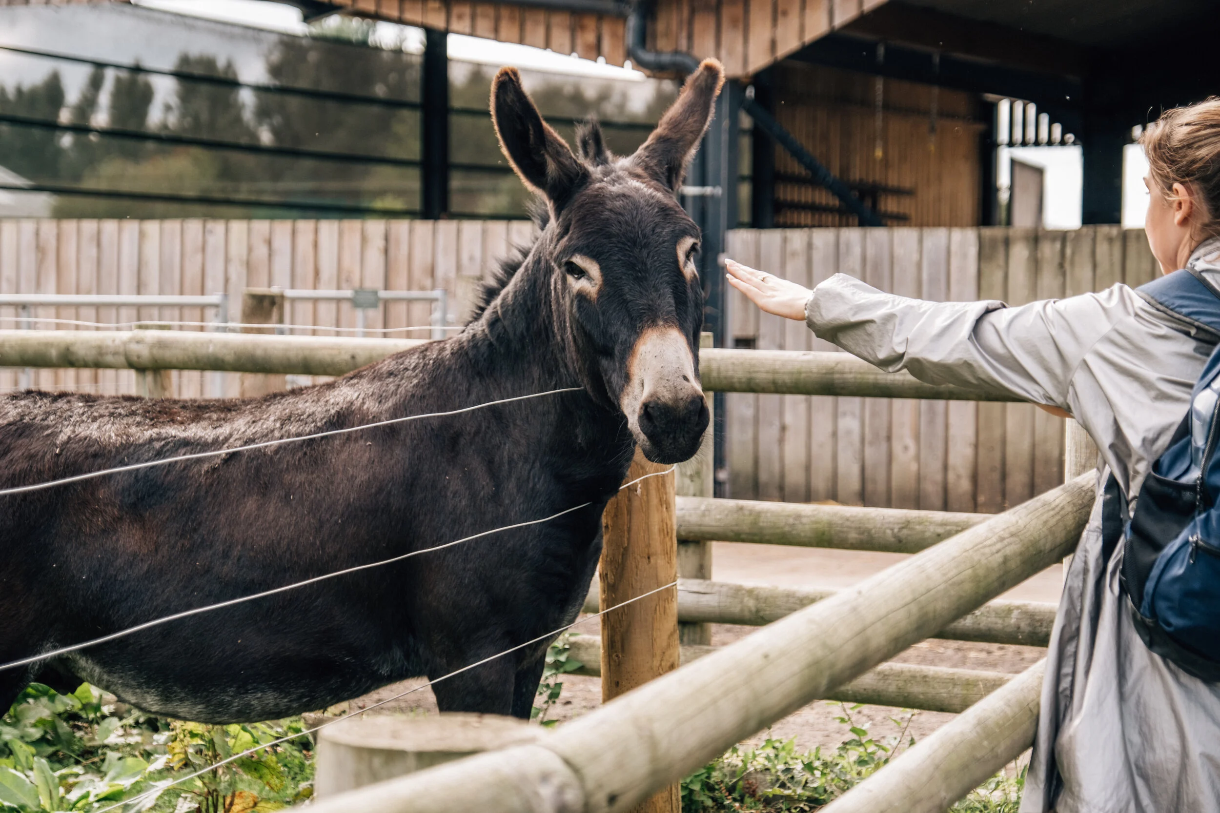 Meet the farm animals — Cattle Country Farm Park