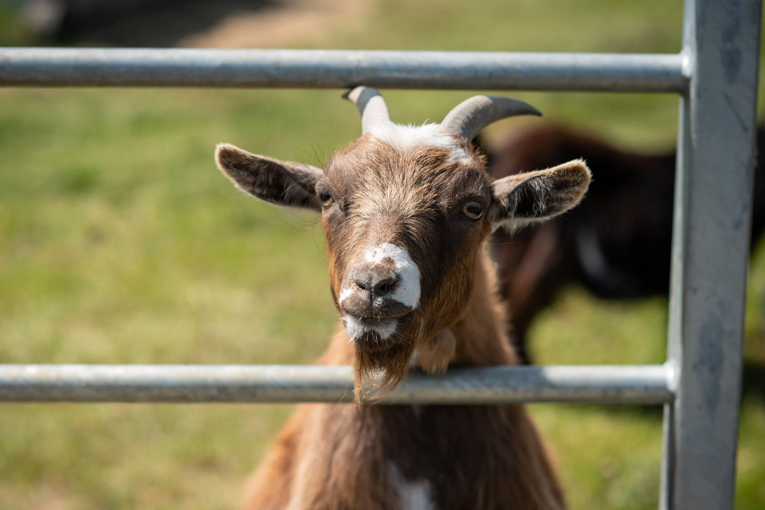 Cattle Country Farm Park