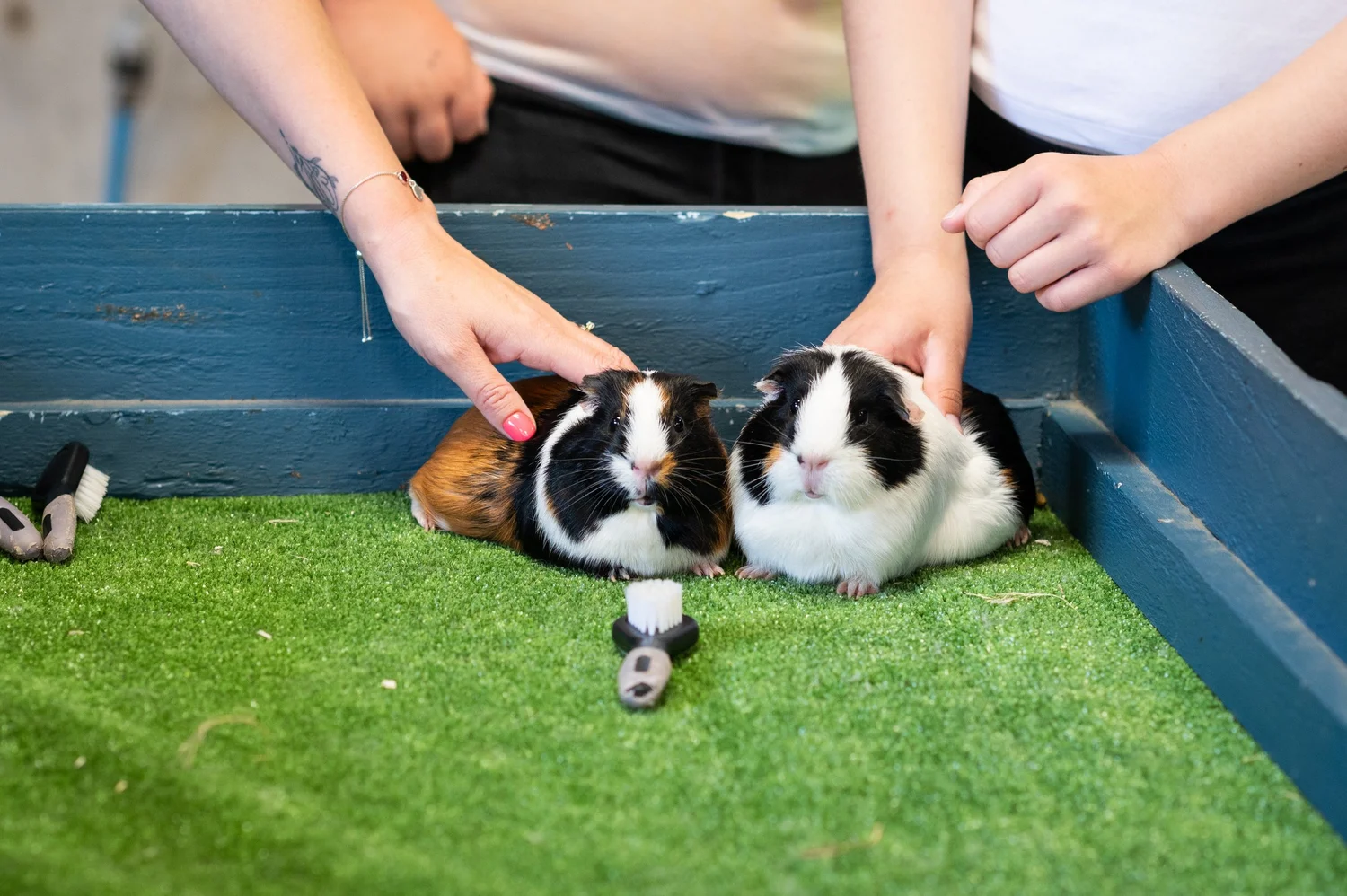 What's On | Things To Do — Cattle Country Farm Park