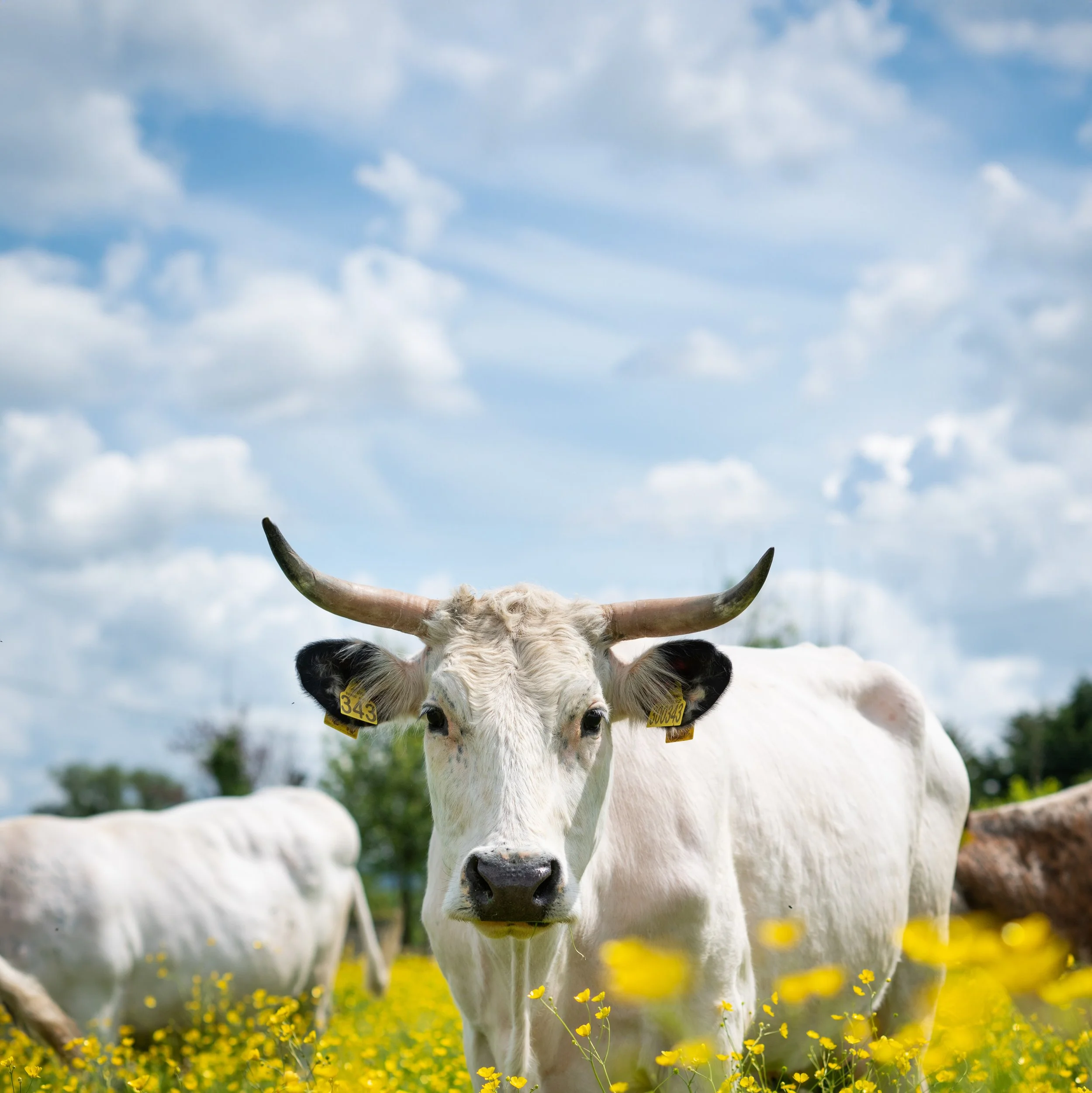 Cattle Country Tickets — Cattle Country Farm Park