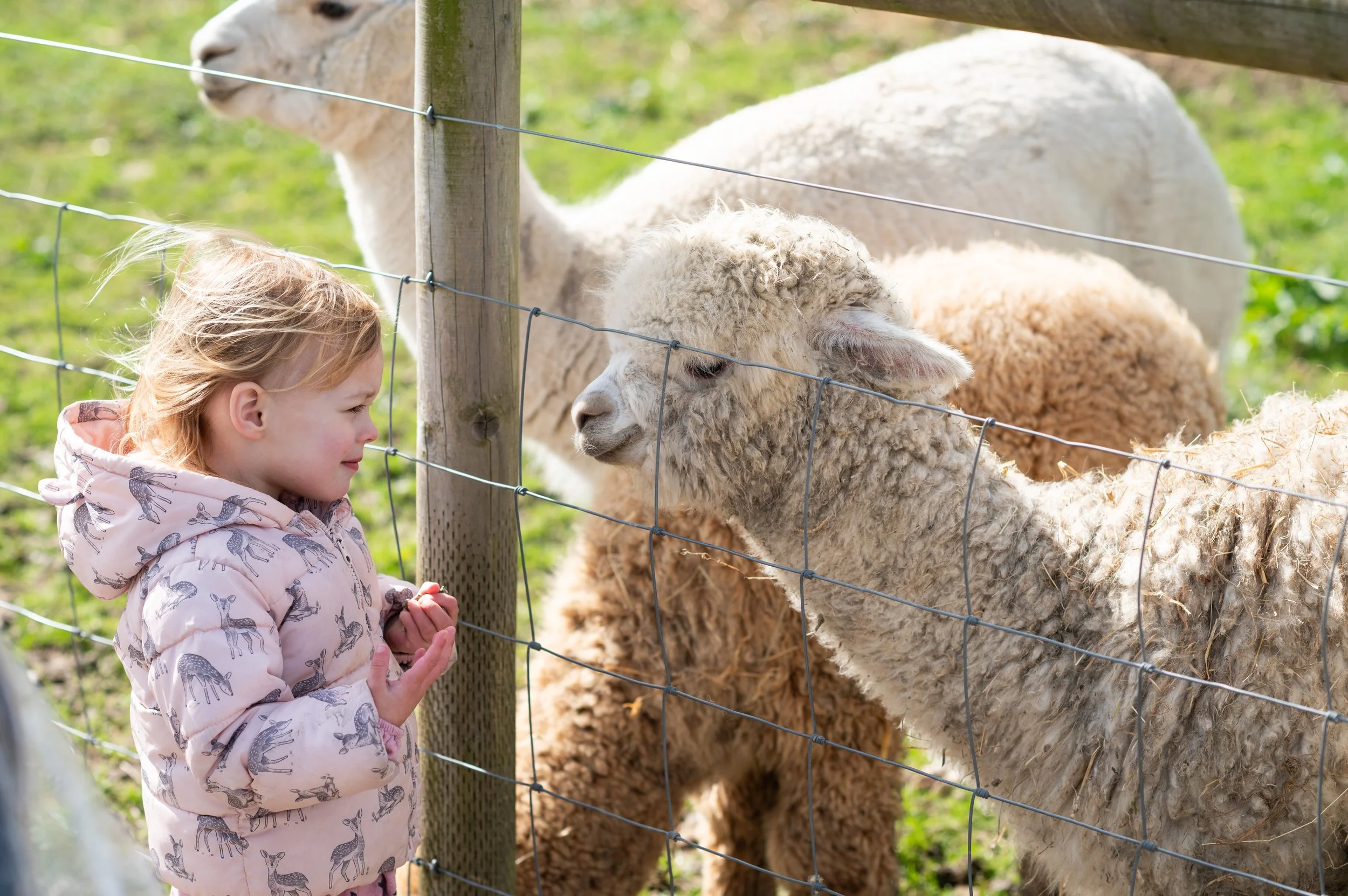 Farm Park | Farmland Adventure — Cattle Country Farm Park