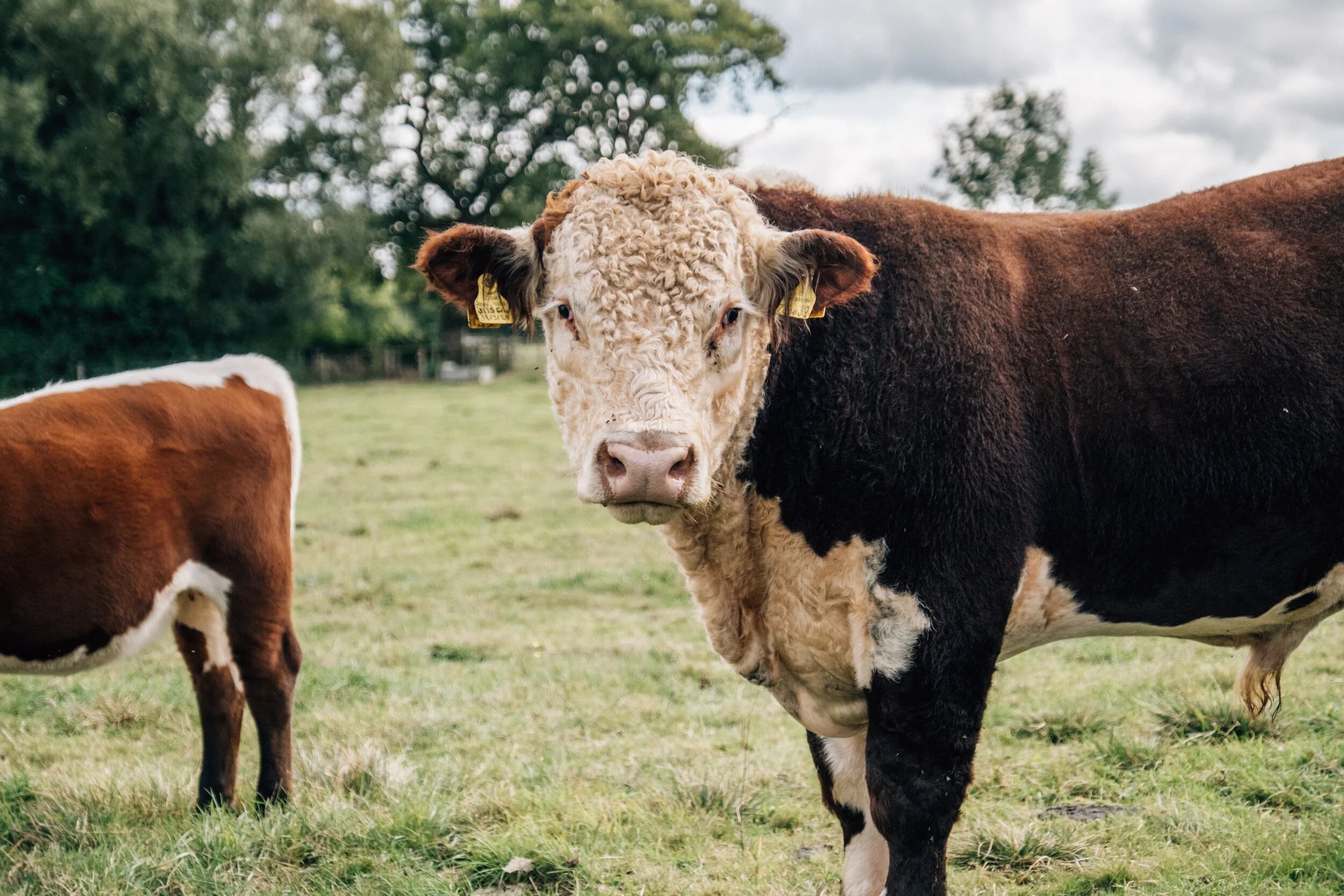 Meet the farm animals — Cattle Country Farm Park