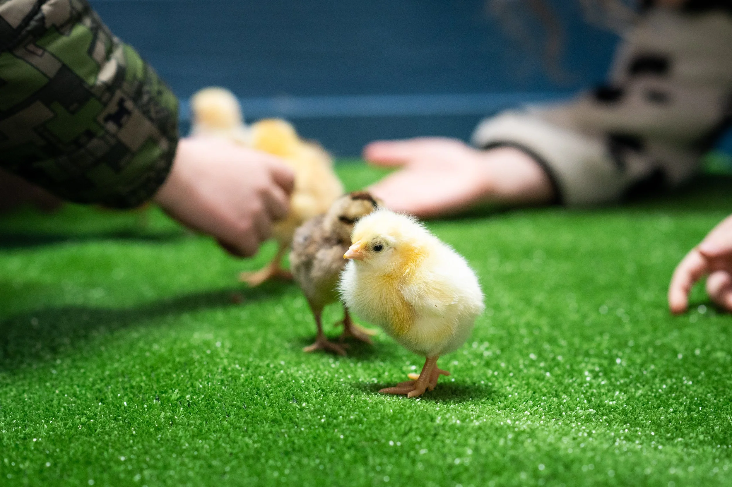 Things to do at Cattle Country — Cattle Country Farm Park