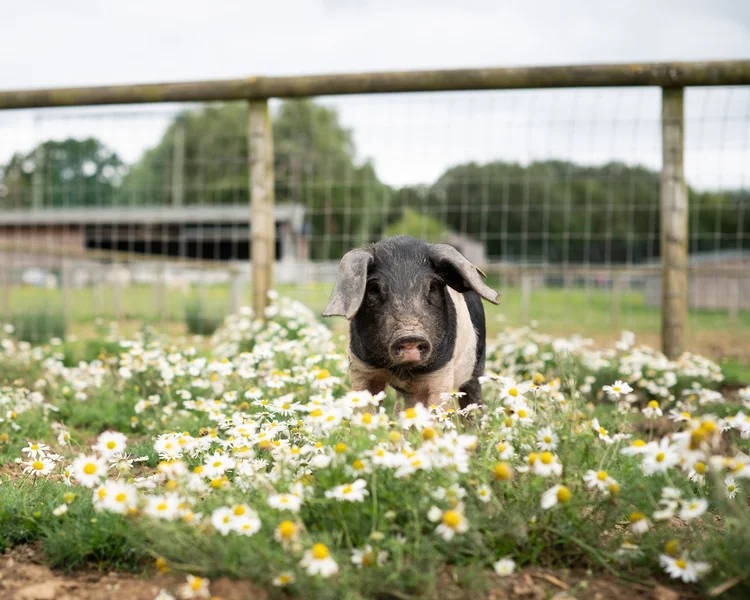 Meet the Animals — Cattle Country Farm Park