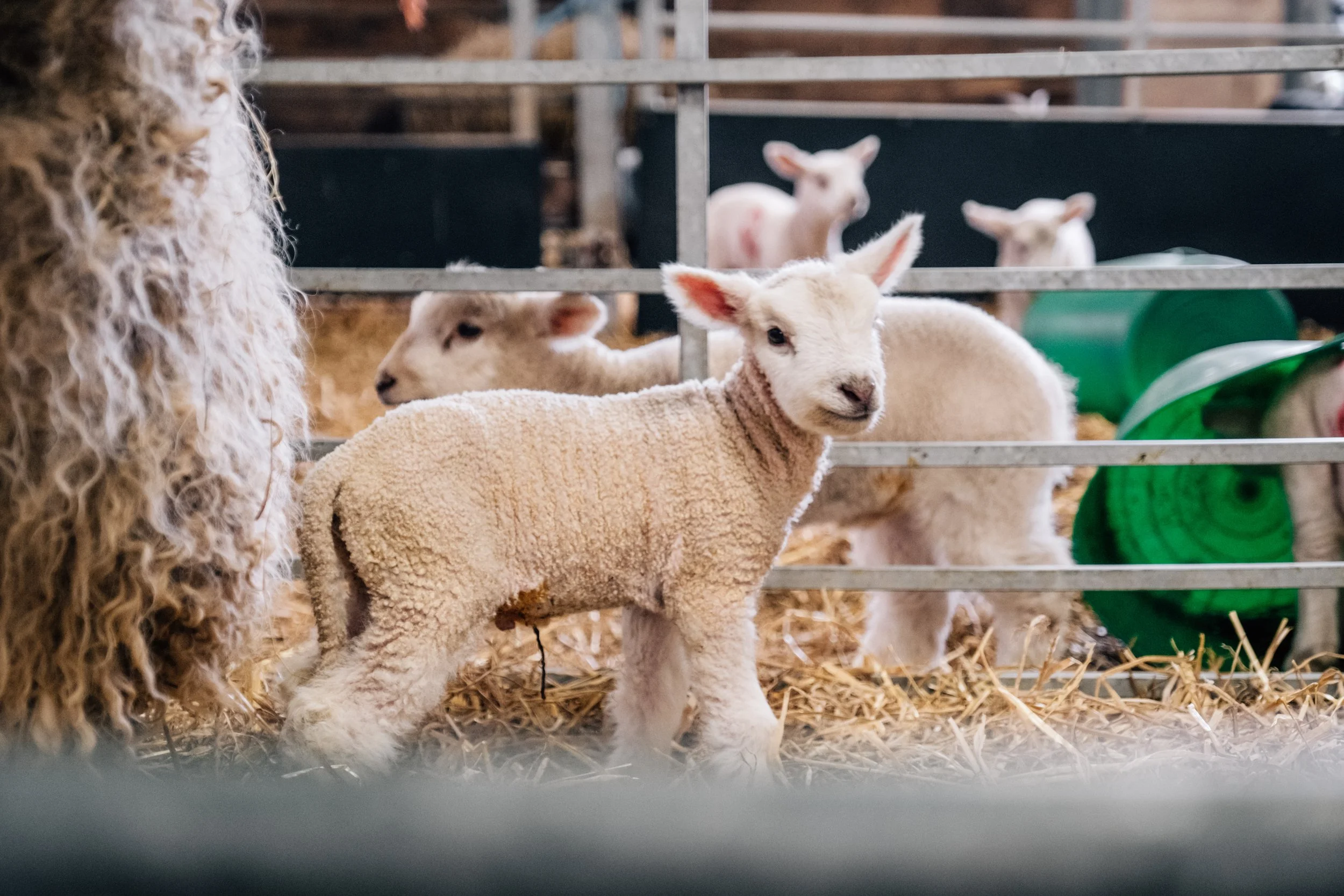 Cattle Country Farm Park