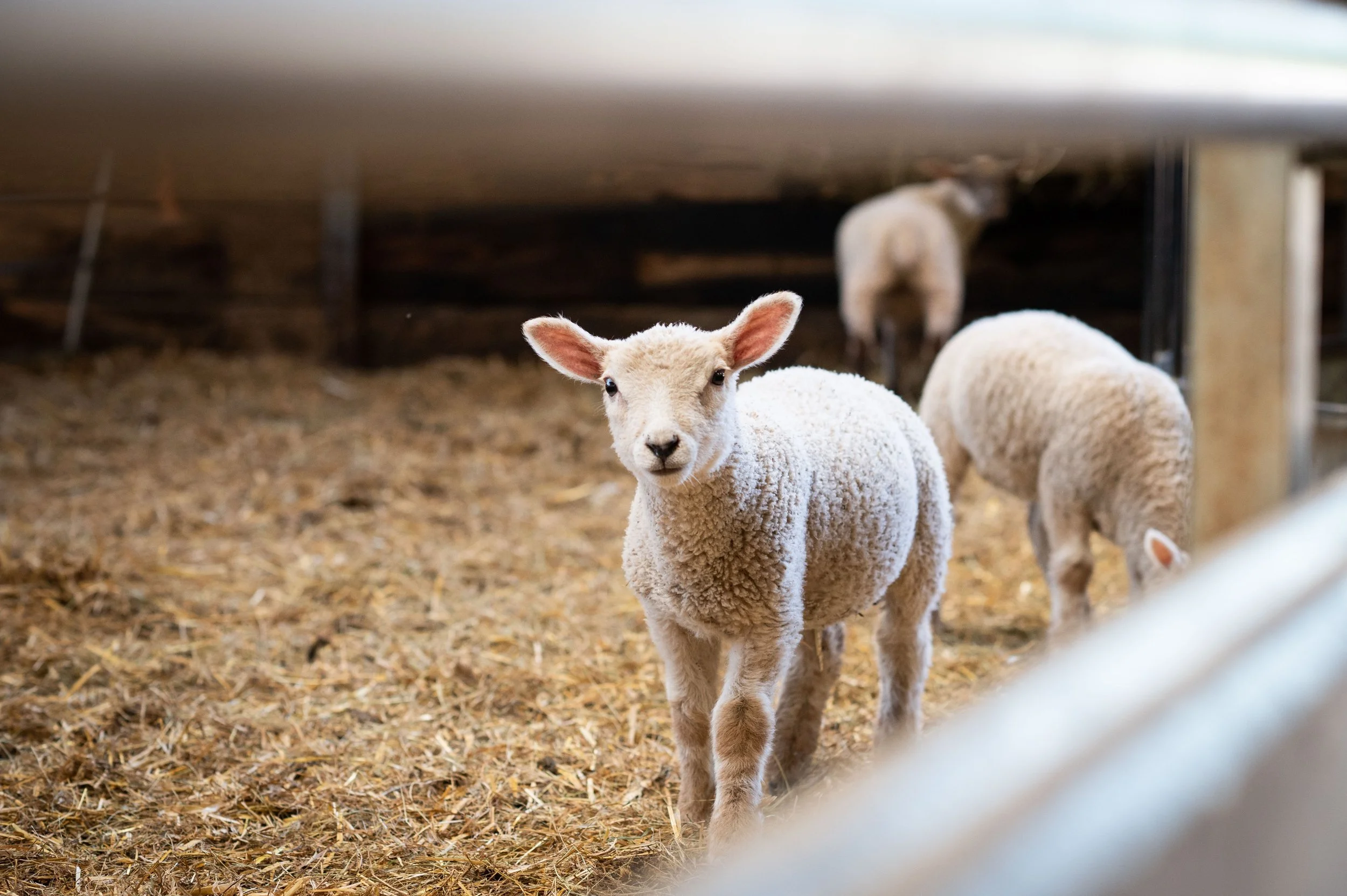 What's On | Things To Do — Cattle Country Farm Park