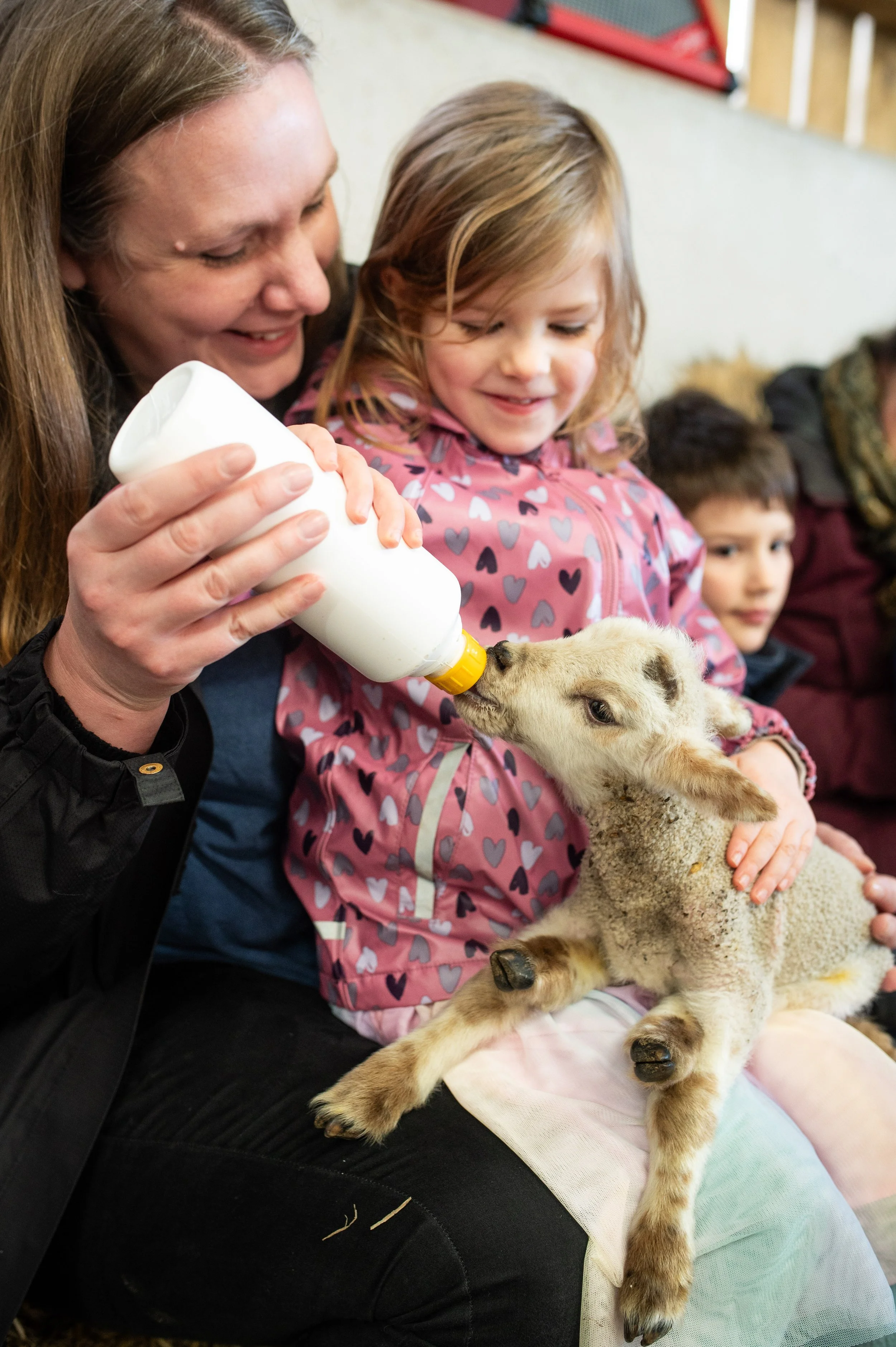 Lamb Feeding | Lamb Feeding Farm — Cattle Country Farm Park